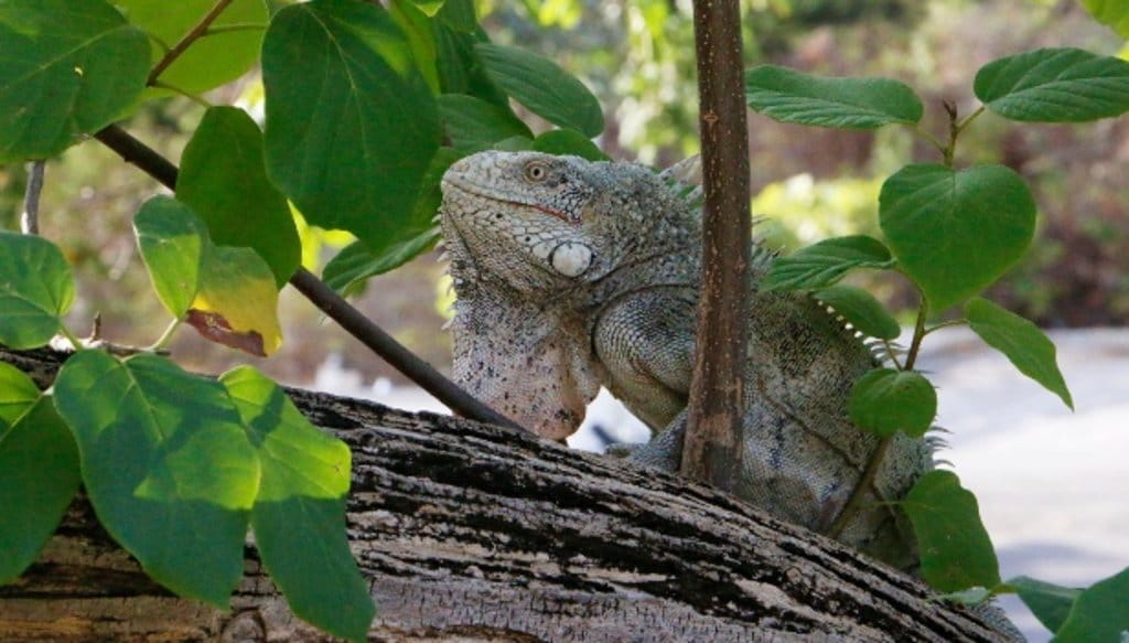 5x de natuur in op Curaçao | Explore met Expedia