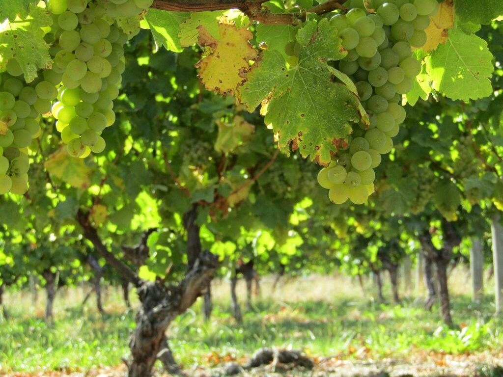 Alloggiare presso una vigna in Nuova Zelanda | Explore by Expedia