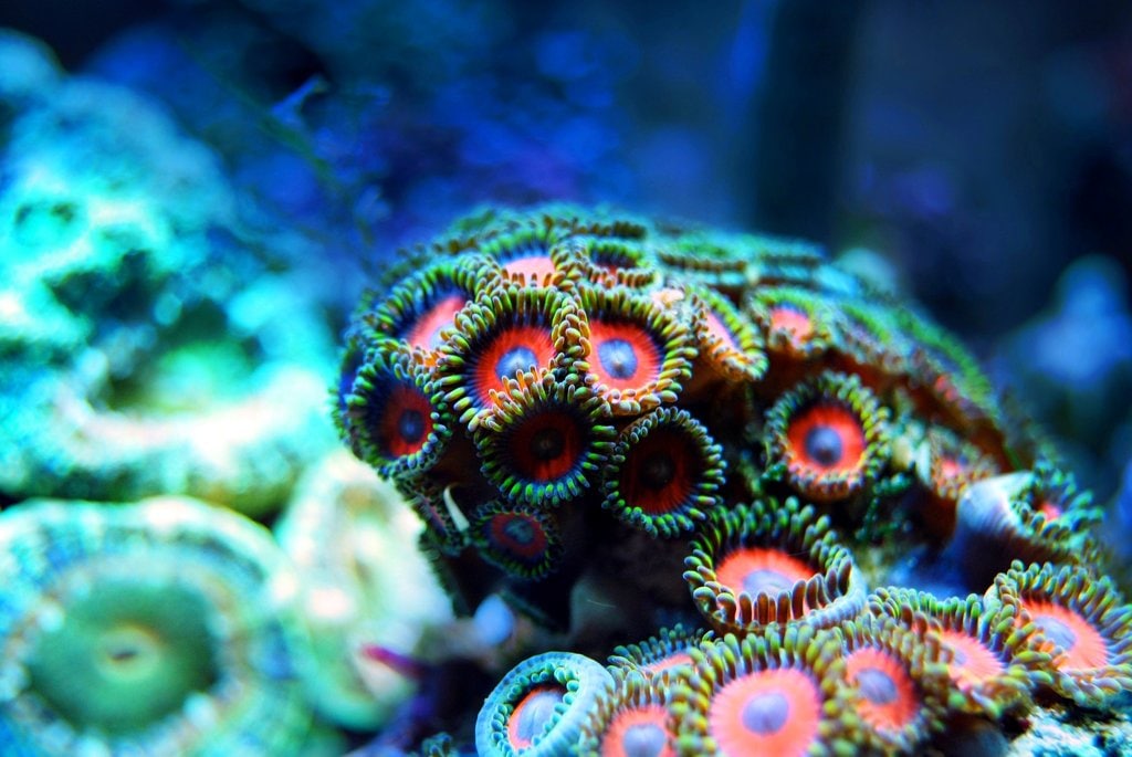 10 destinations à la faune sous-marine fabuleuse | Explore par Expedia