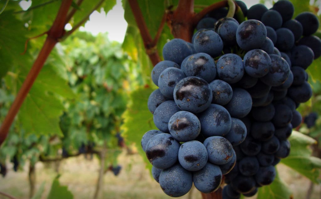 Sur la route des vins de Californie | Explore par Expedia