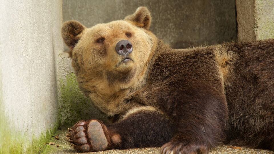 Zoo de Zagreb caracterizando animais de zoológico e animais perigosos