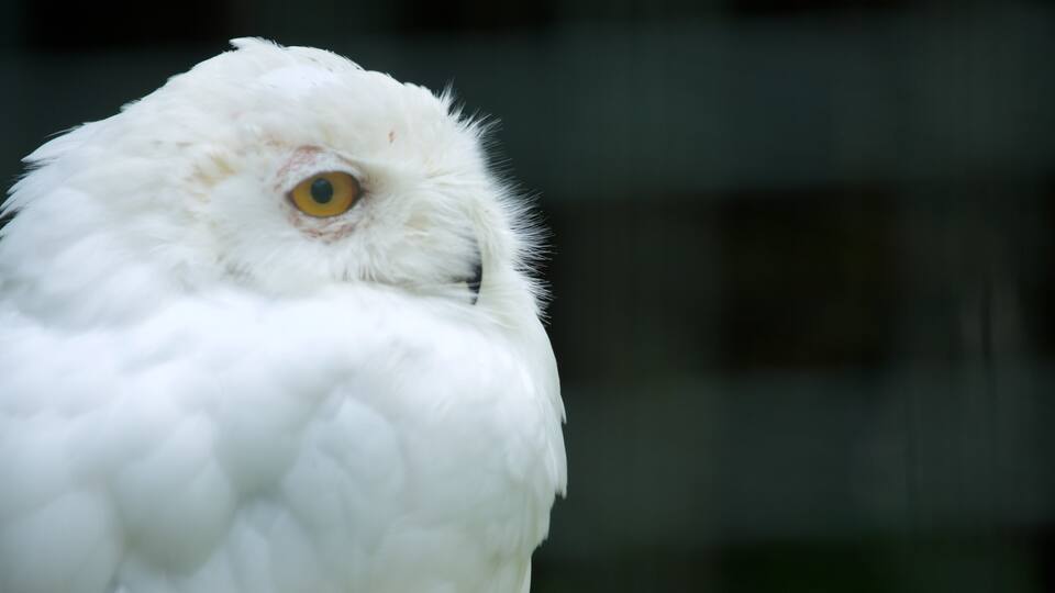 Zoo de Zagreb que inclui vida das aves e animais de zoológico