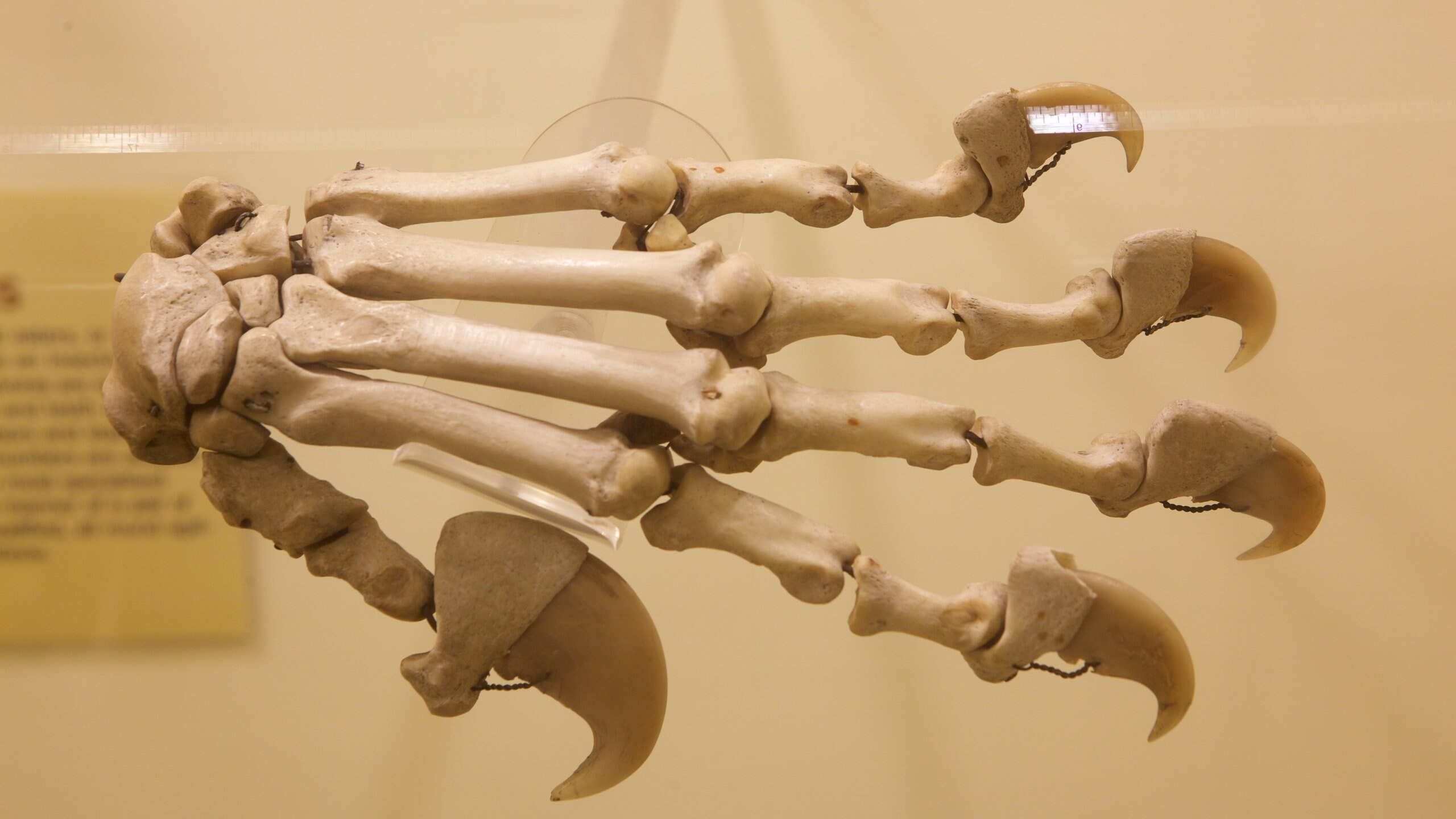 Visita Booth Museum of Natural History en Brighton - Tours ...