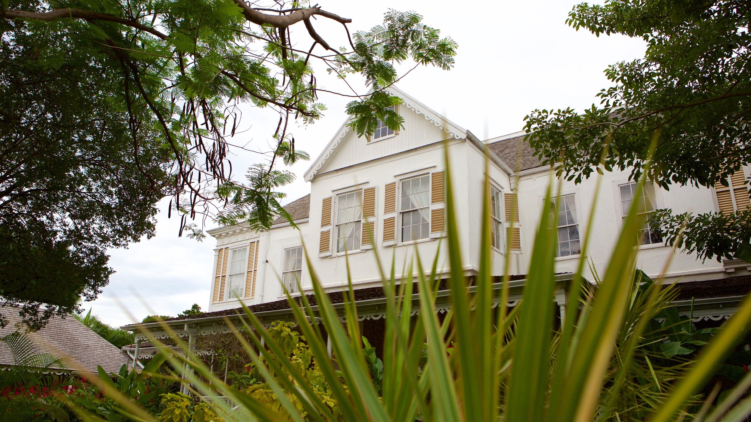 Pin De La Casa Devon En Jamaica News – Page 2 – BirdsCaribbean