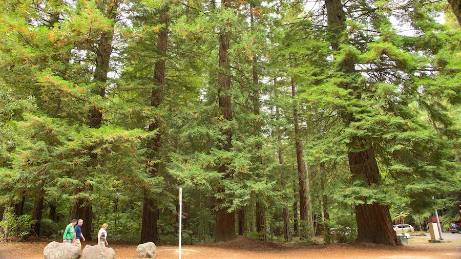 Redwoods Whakarewarewa Forest
