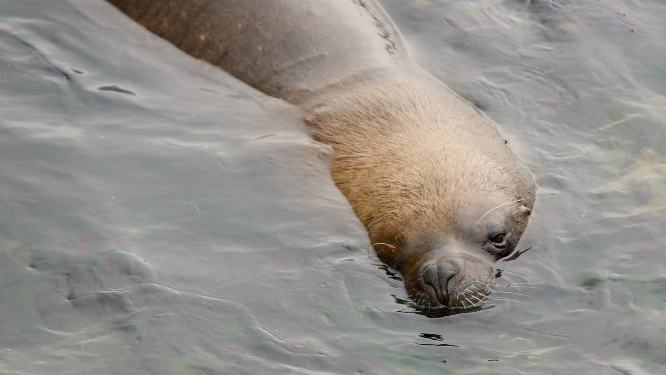 Visit Caldera: Best of Caldera Tourism | Expedia Travel Guide