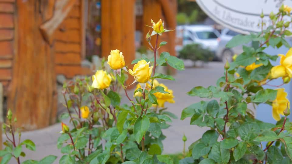 El Calafate caracterizando flores