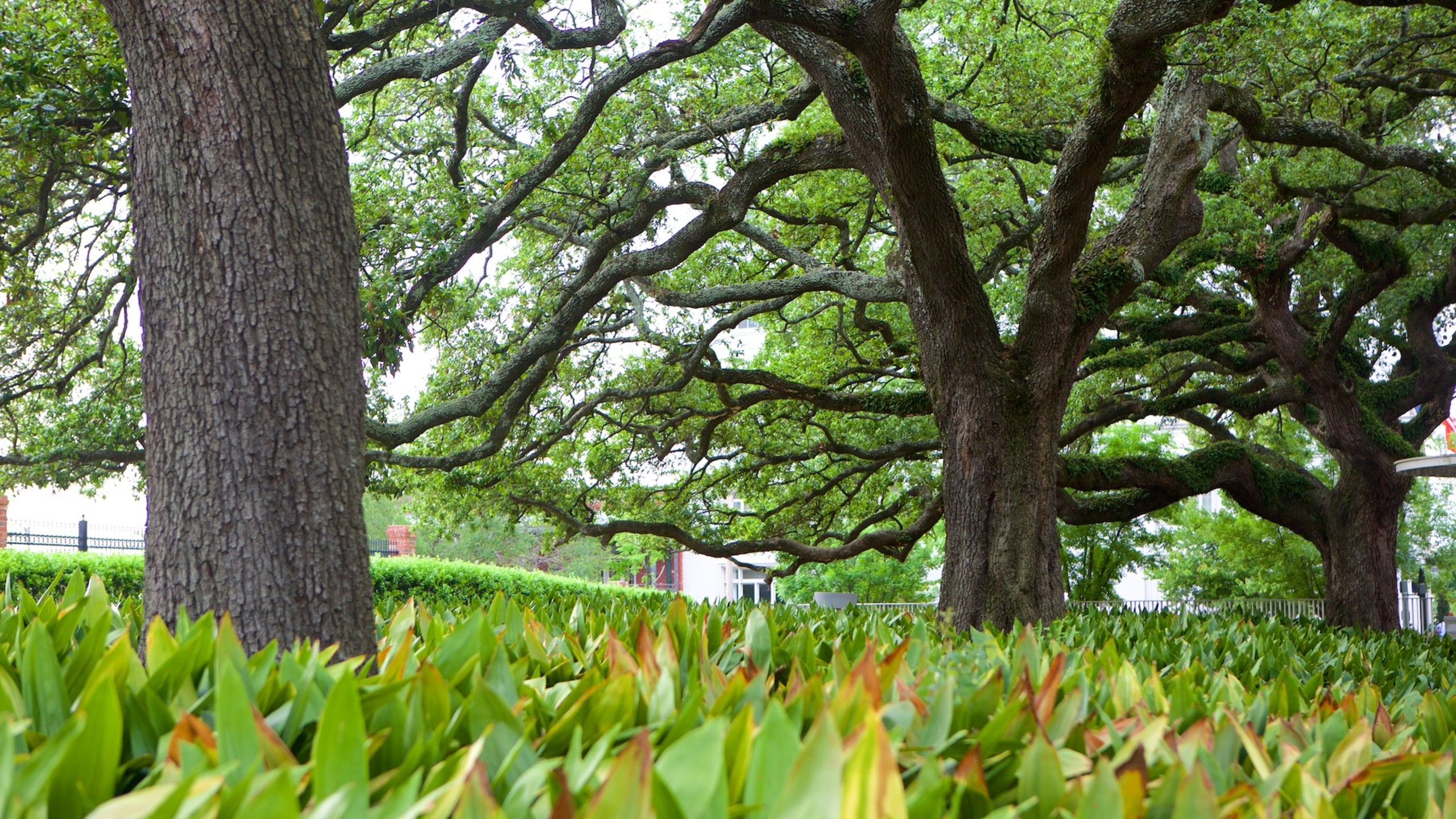 Visit Baton Rouge: Best of Baton Rouge Tourism | Expedia Travel Guide