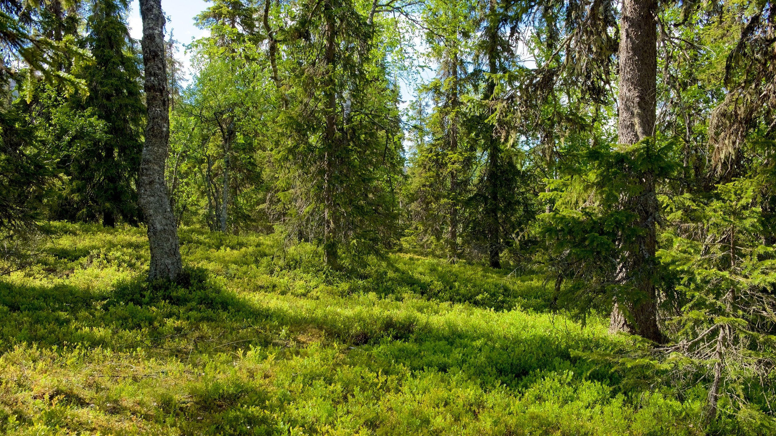 Pyhatunturi, Pelkosenniemi Vacation Rentals: house rentals & more | Vrbo