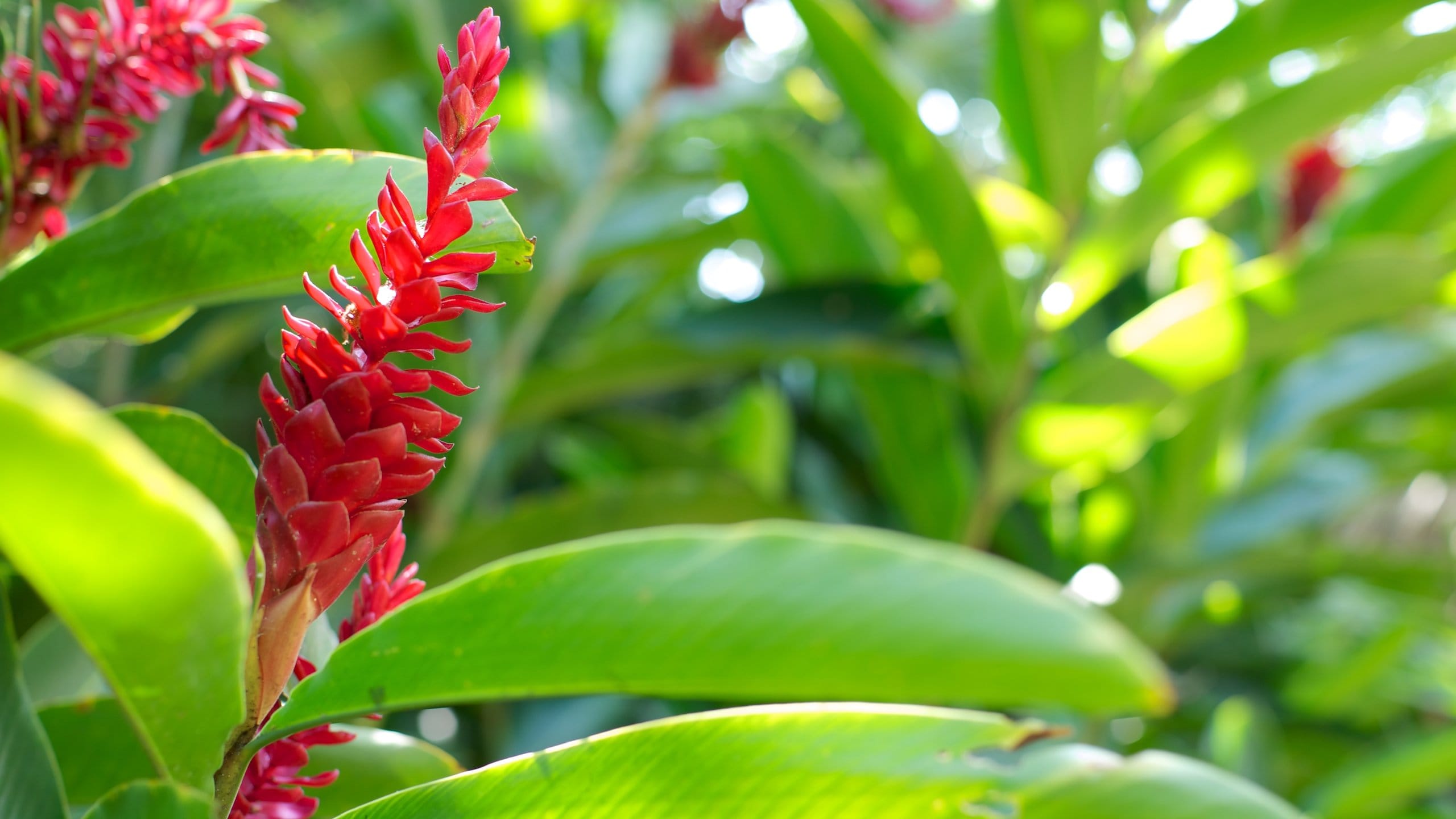 Botanical Gardens of Acapulco in Acapulco - Tours and Activities ...