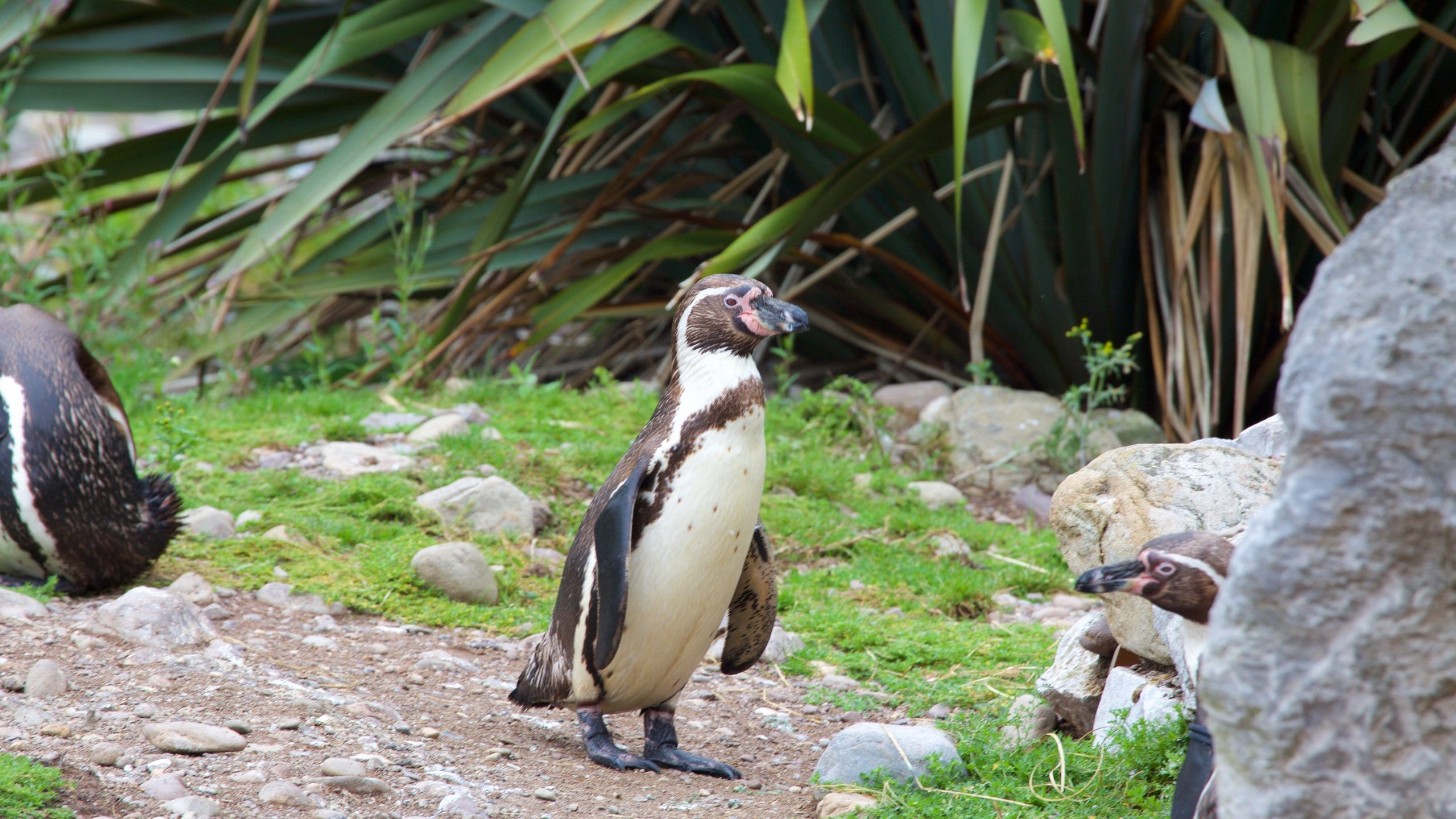 Visit Fota: 2023 Travel Guide for Fota, County Cork | Expedia