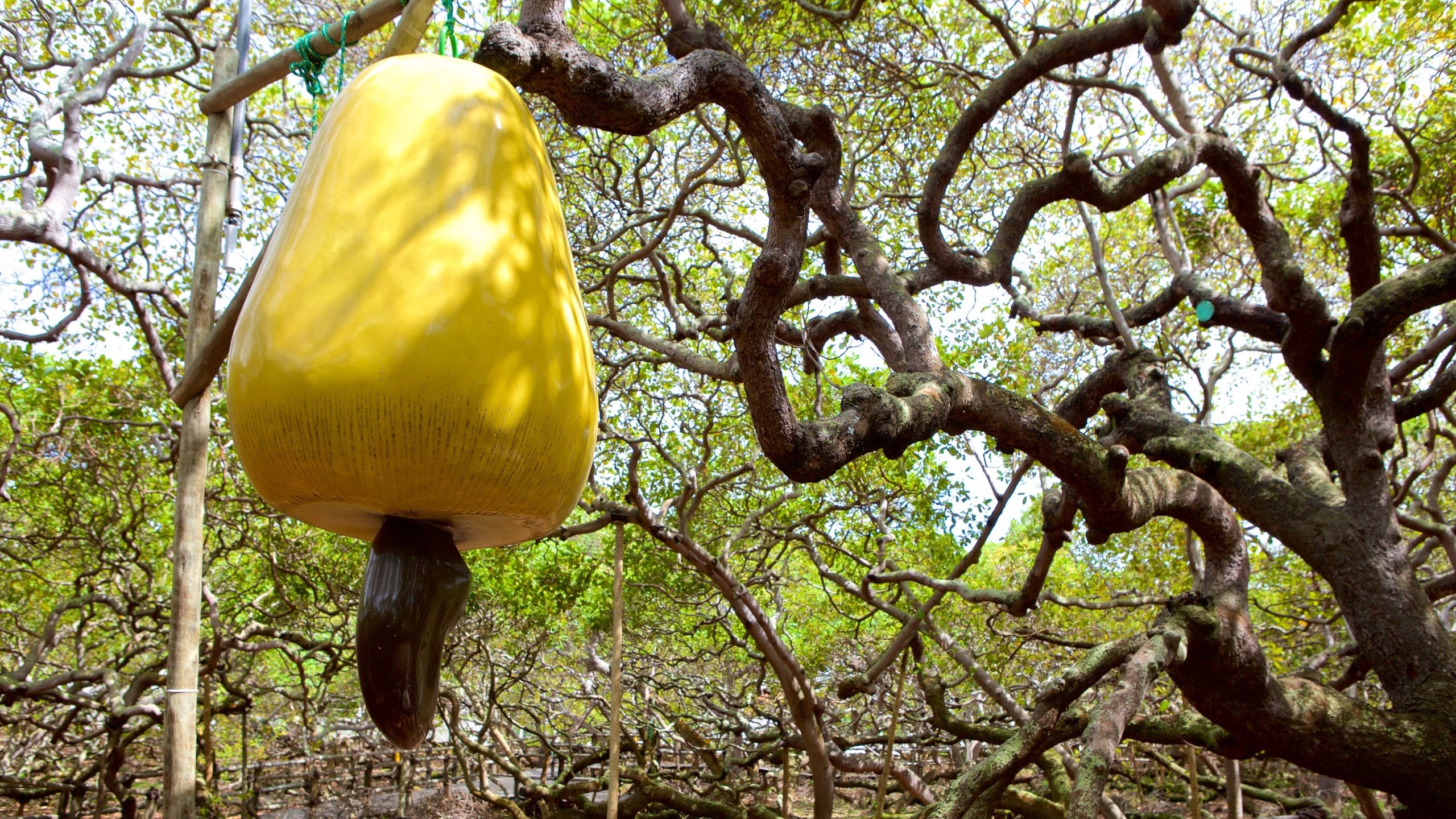 Arbre Pirangi Cashew, Parnamirim location de vacances à partir de € 23 ...