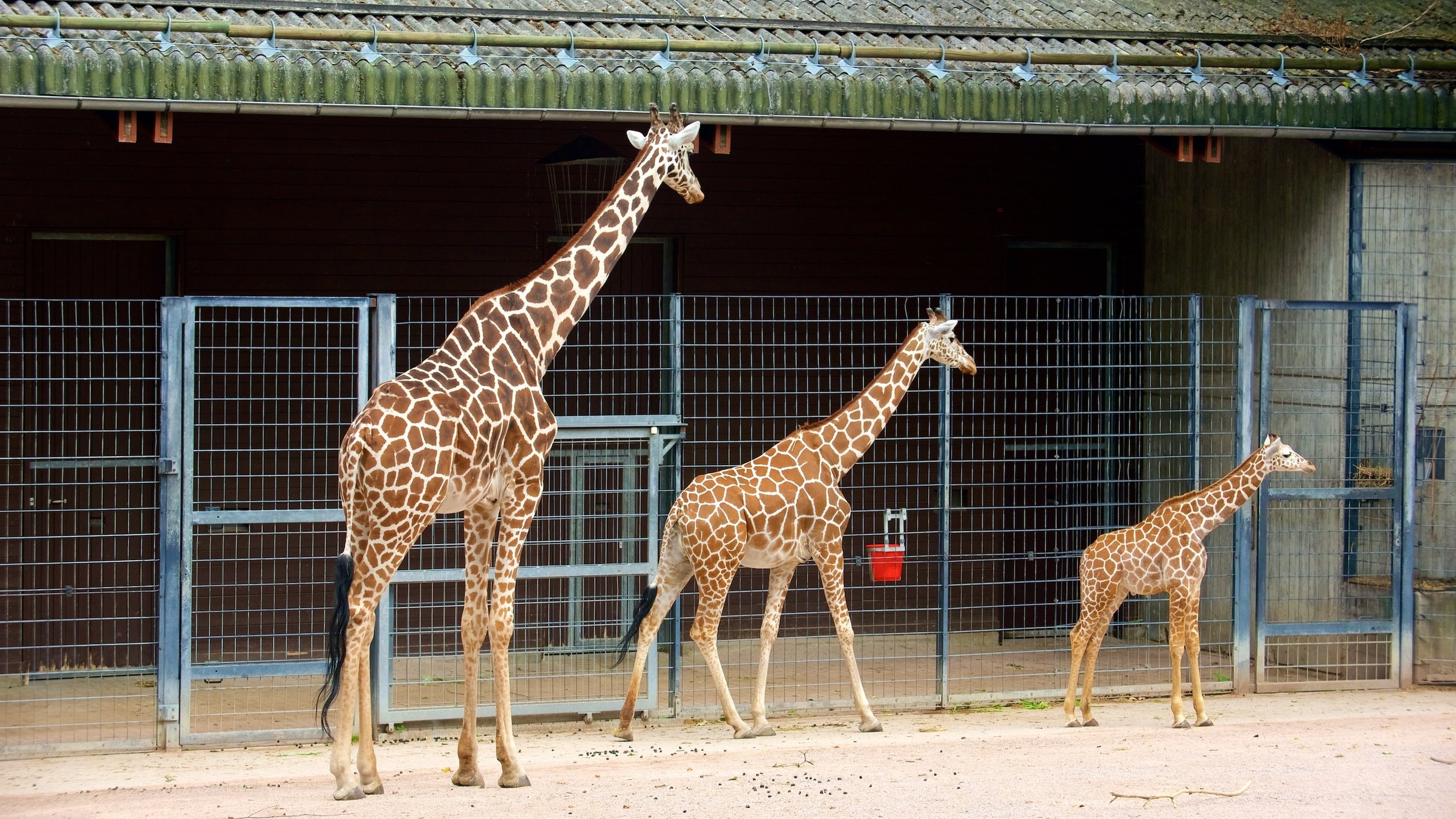 Zoo di Wilhelma a Bad Cannstatt: tour e visite guidate | Expedia.it
