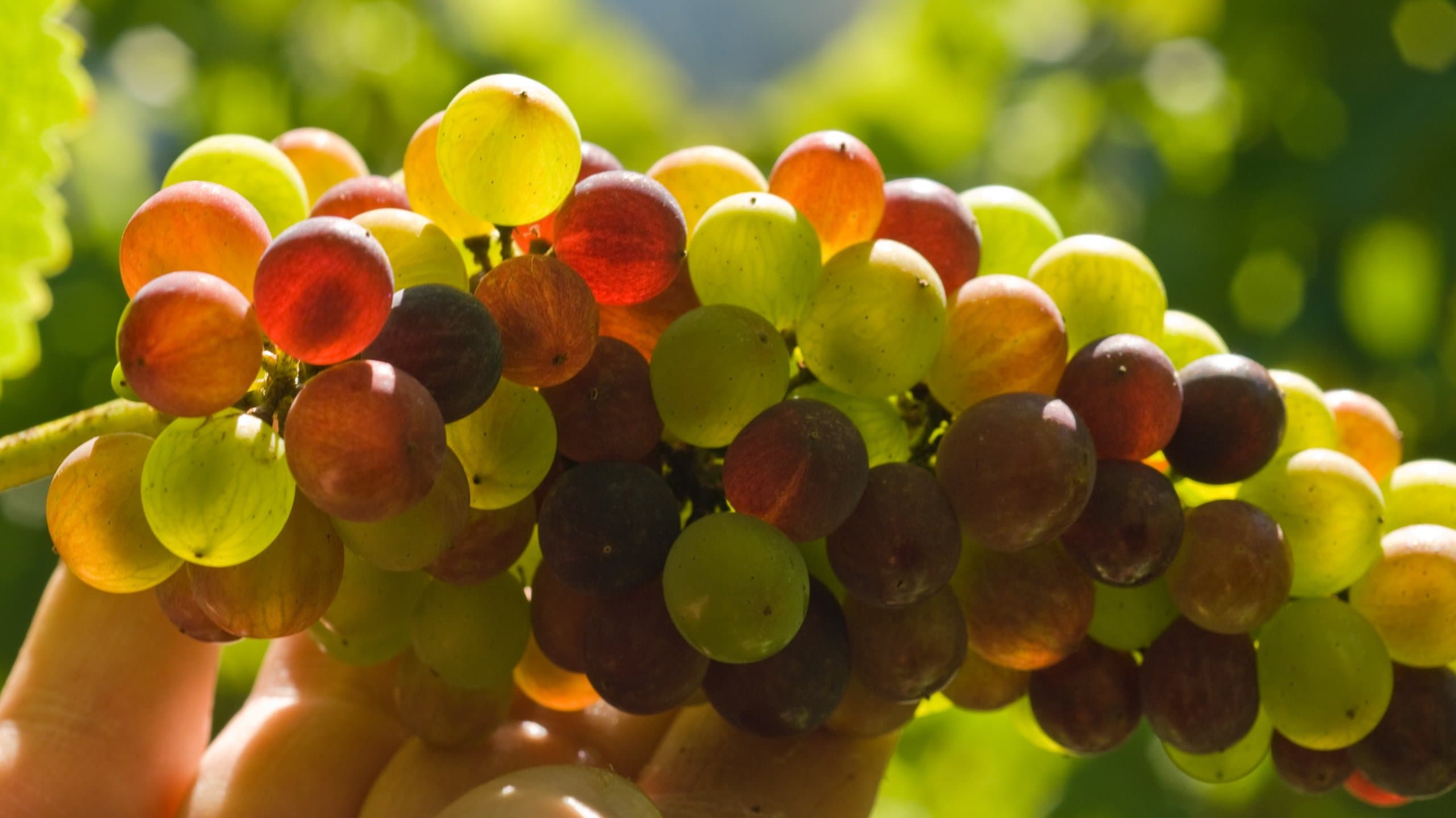 Visit Salt Spring Island: 2023 Travel Guide for Salt Spring Island ...