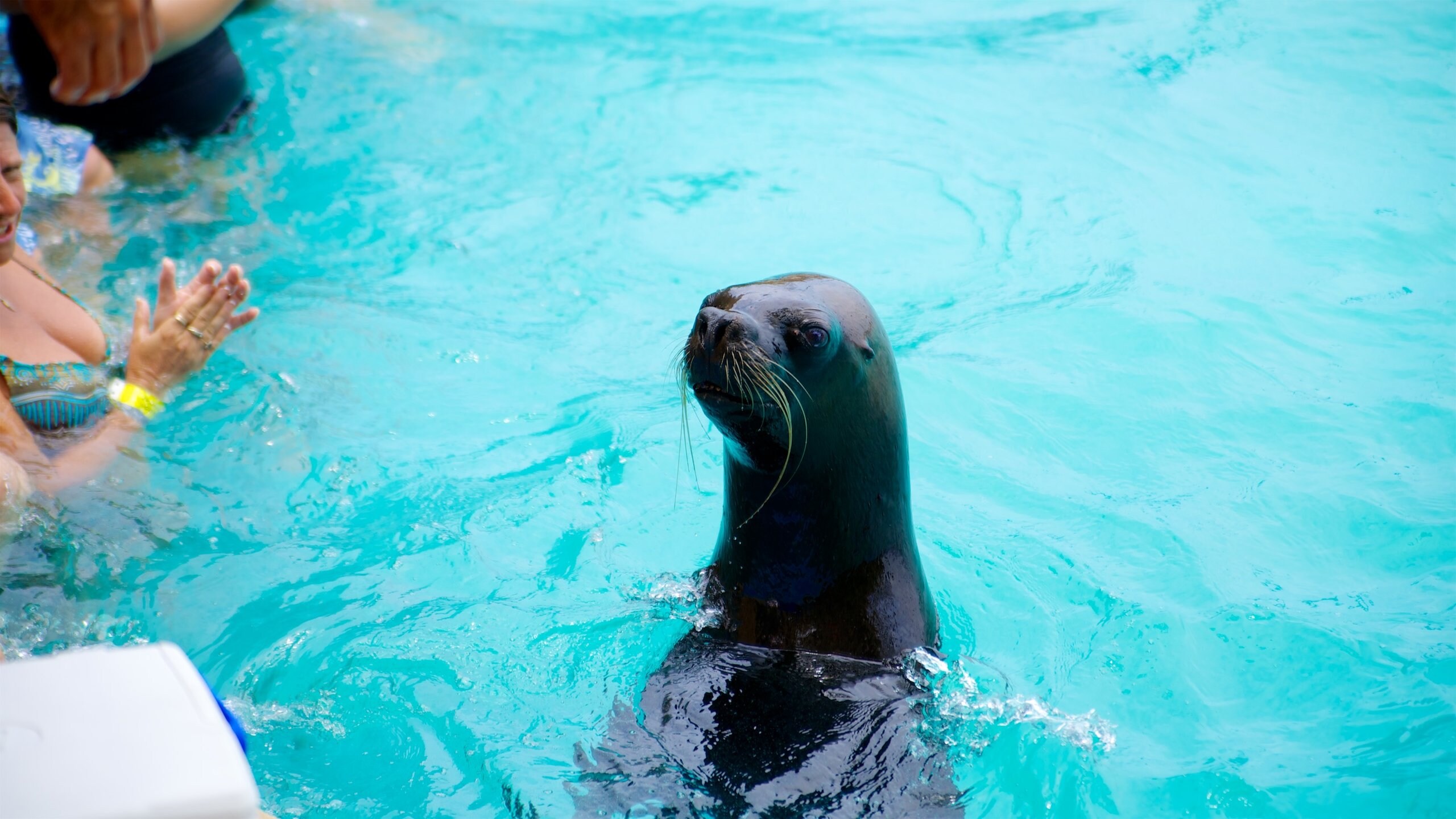 Visit Gringo Gulch: Best of Gringo Gulch, Puerto Vallarta Travel 2023 ...