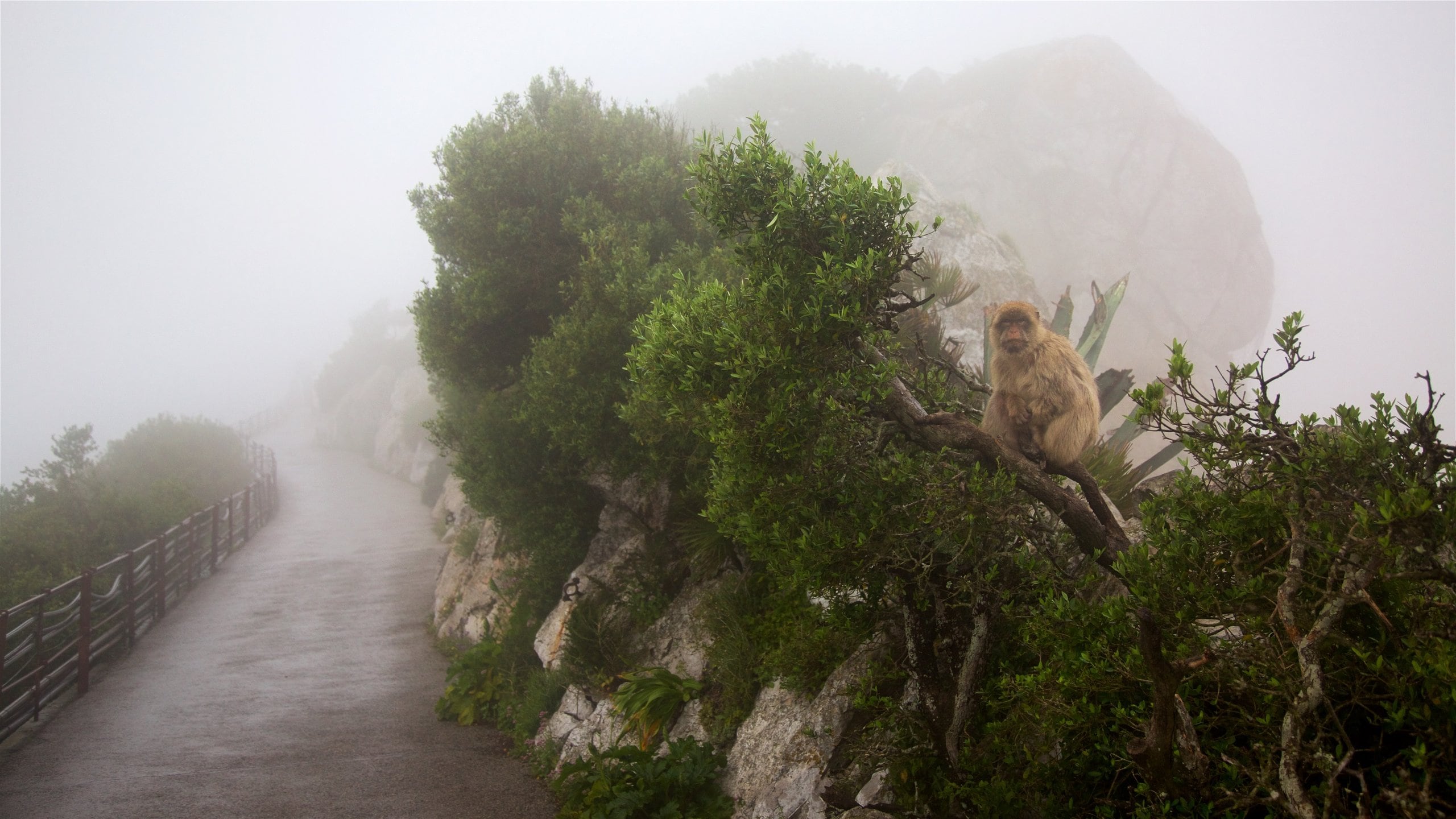 Visit Gibraltar: 2023 Travel Guide for Gibraltar, Gibraltar | Expedia