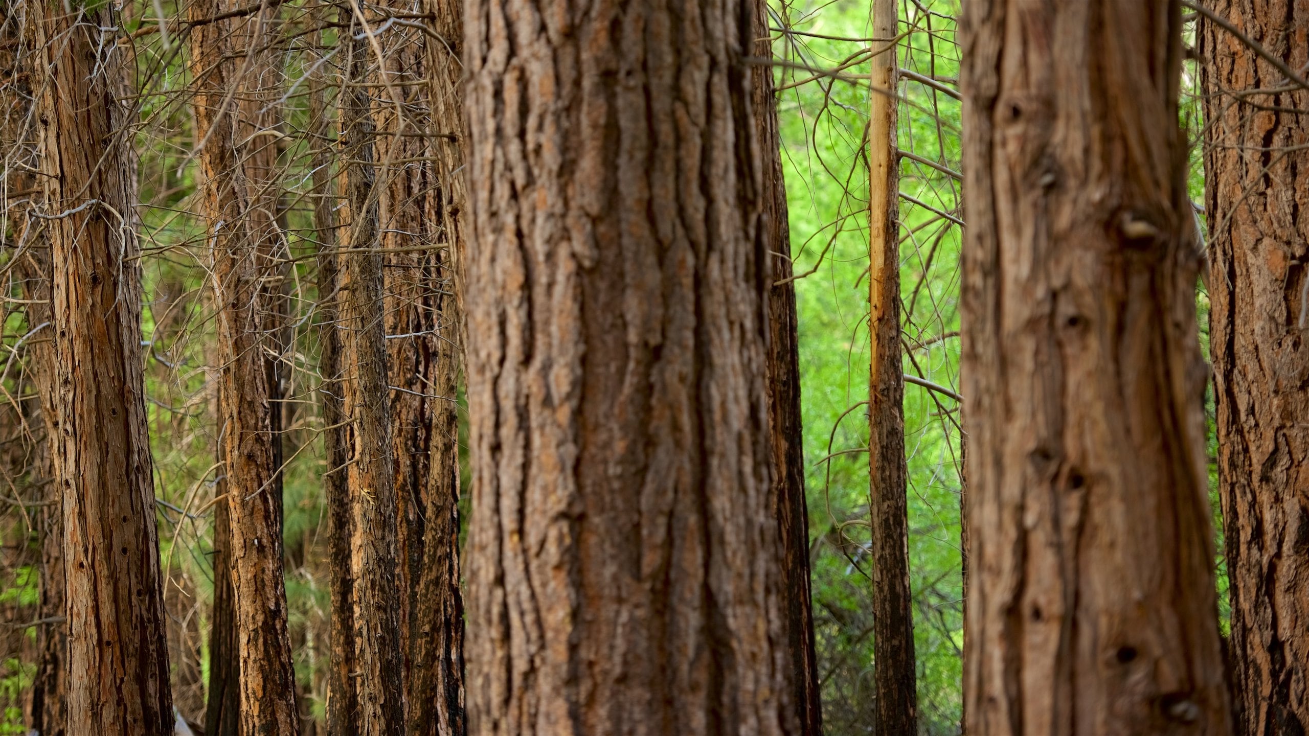 Visit Cedar Grove: 2021 Travel Guide for Cedar Grove, Kings Canyon ...