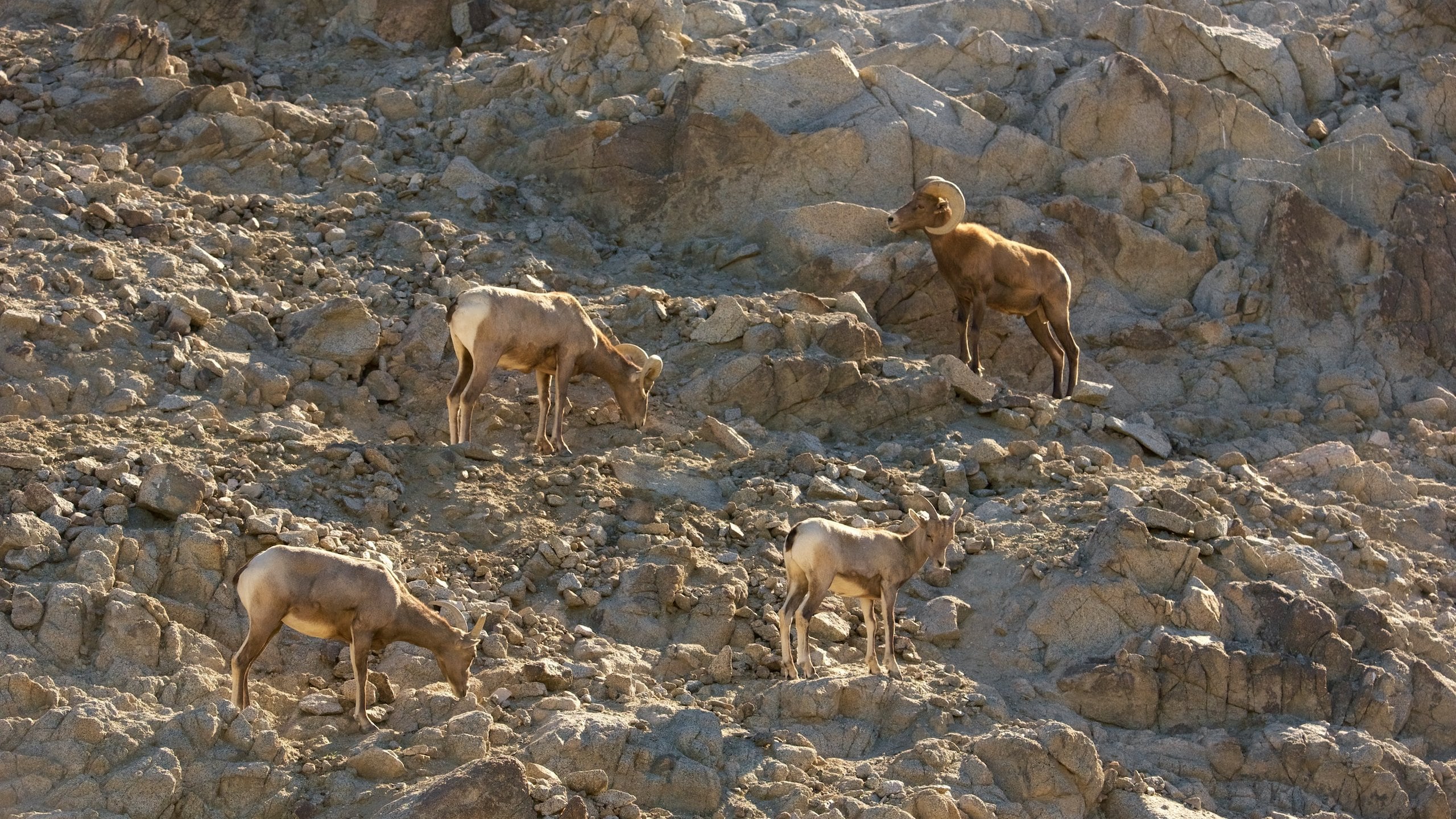 Living Desert Zoo & Gardens State Park | Fasci Garden