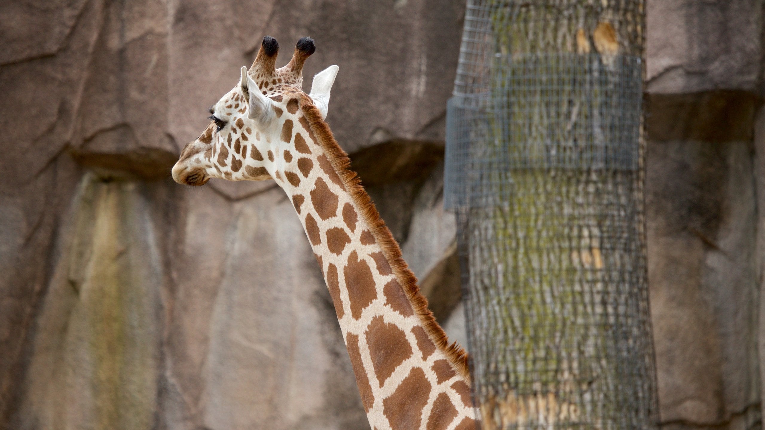 Milwaukee County Zoo Camel Ride