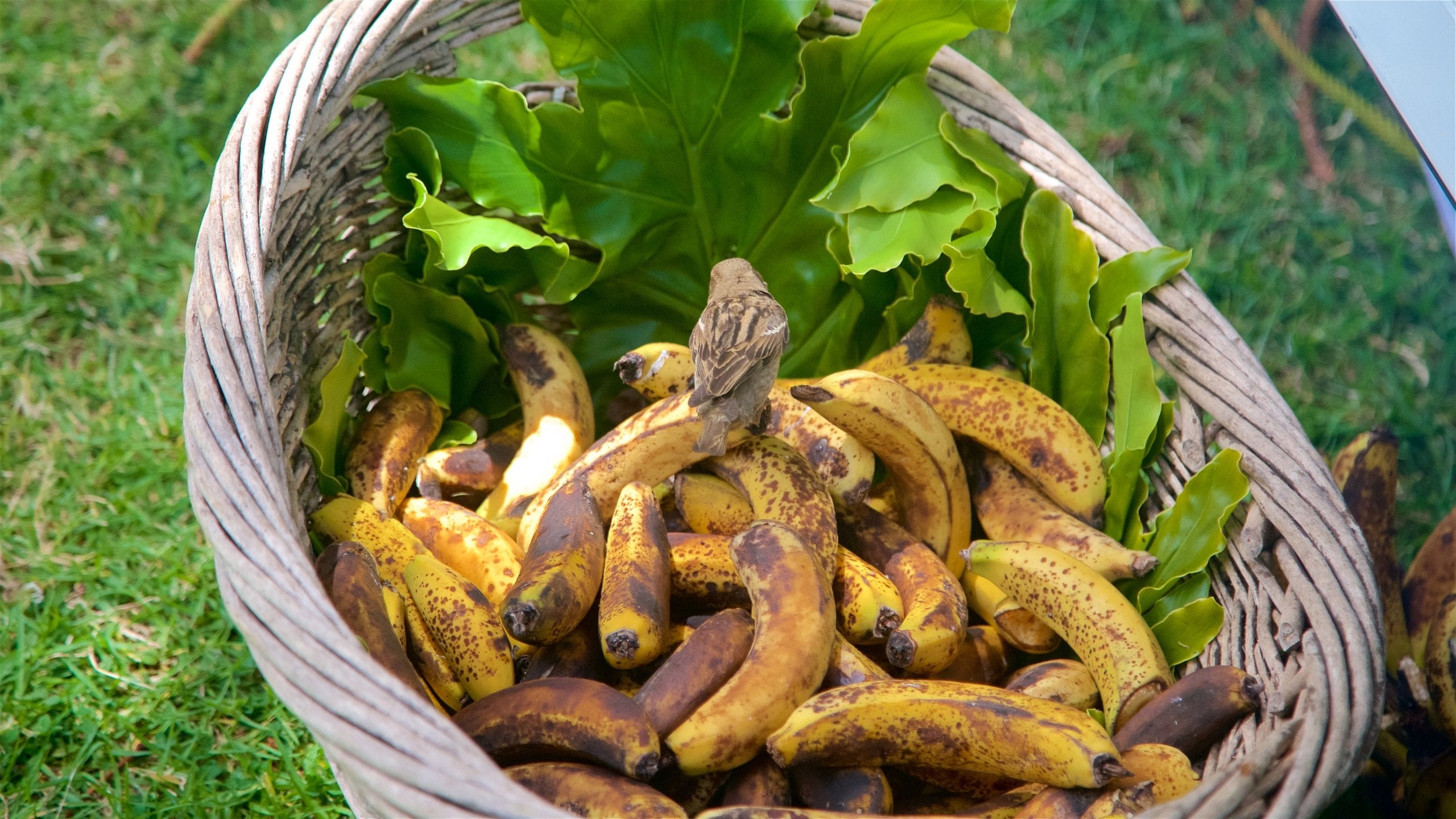 Visit Burnt Pine: 2024 Travel Guide for Burnt Pine, Norfolk Island ...