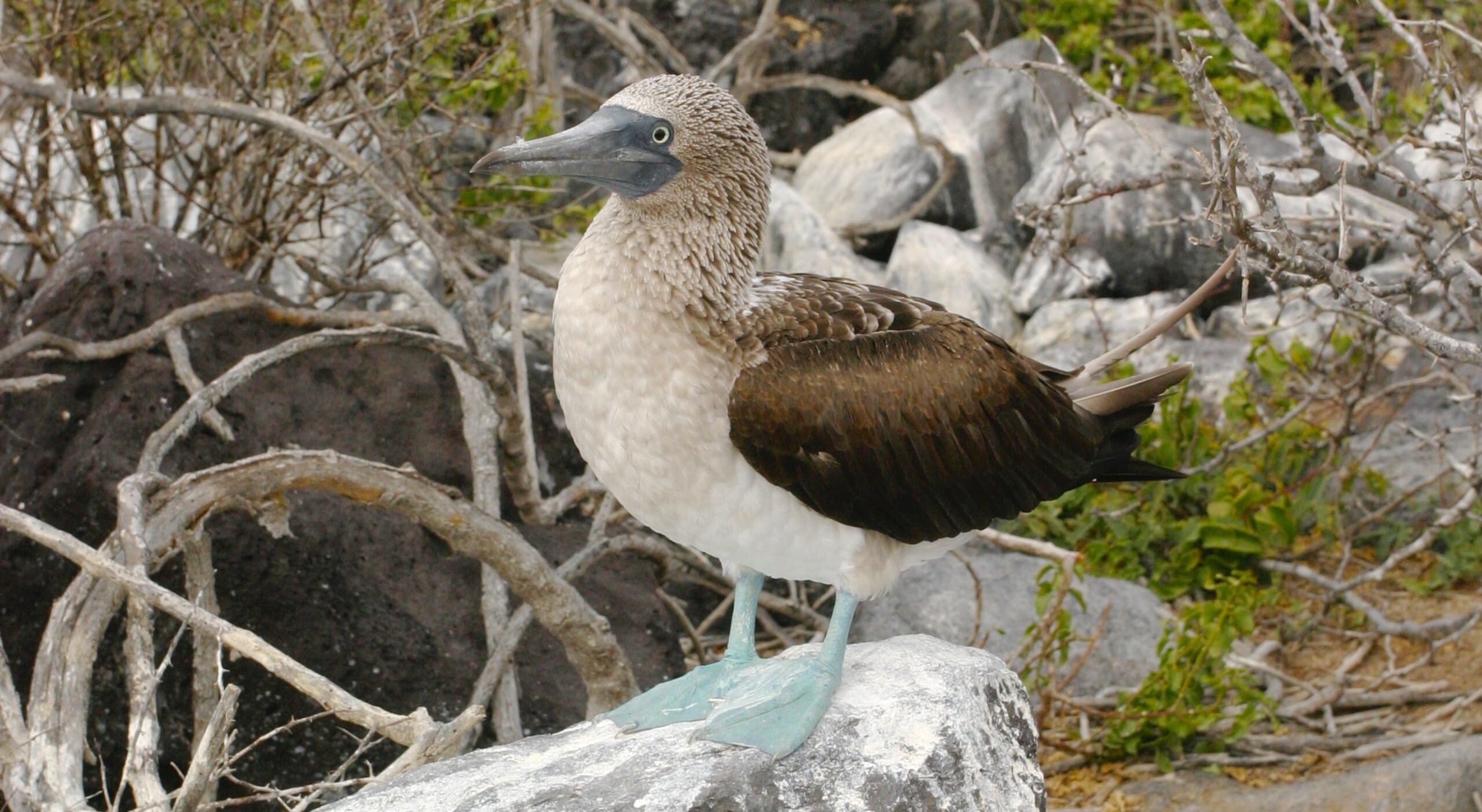 Visit Espanola Island: Best of Espanola Island Tourism | Expedia Travel ...