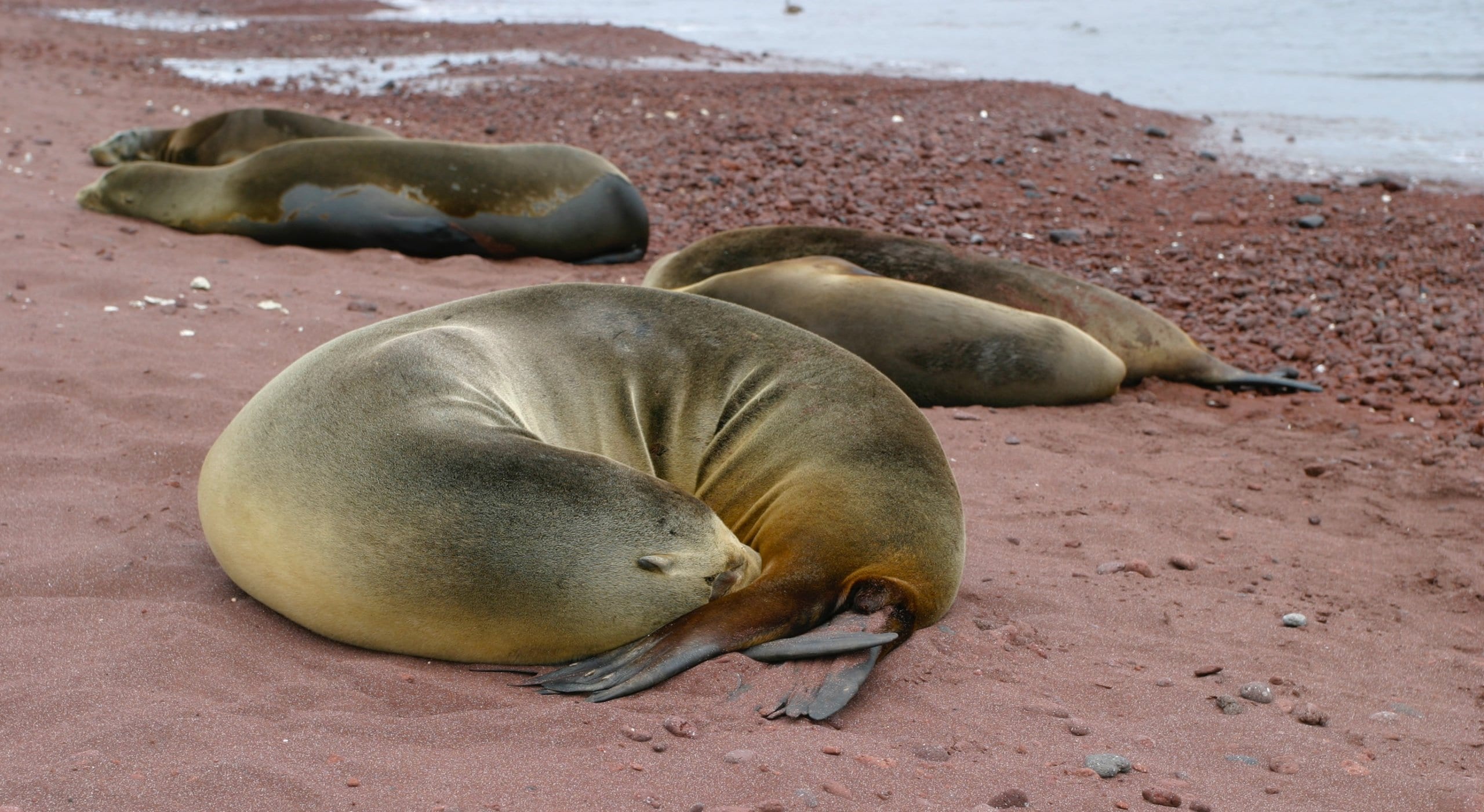 Rabida Island, EC holiday rentals: & more | Vrbo