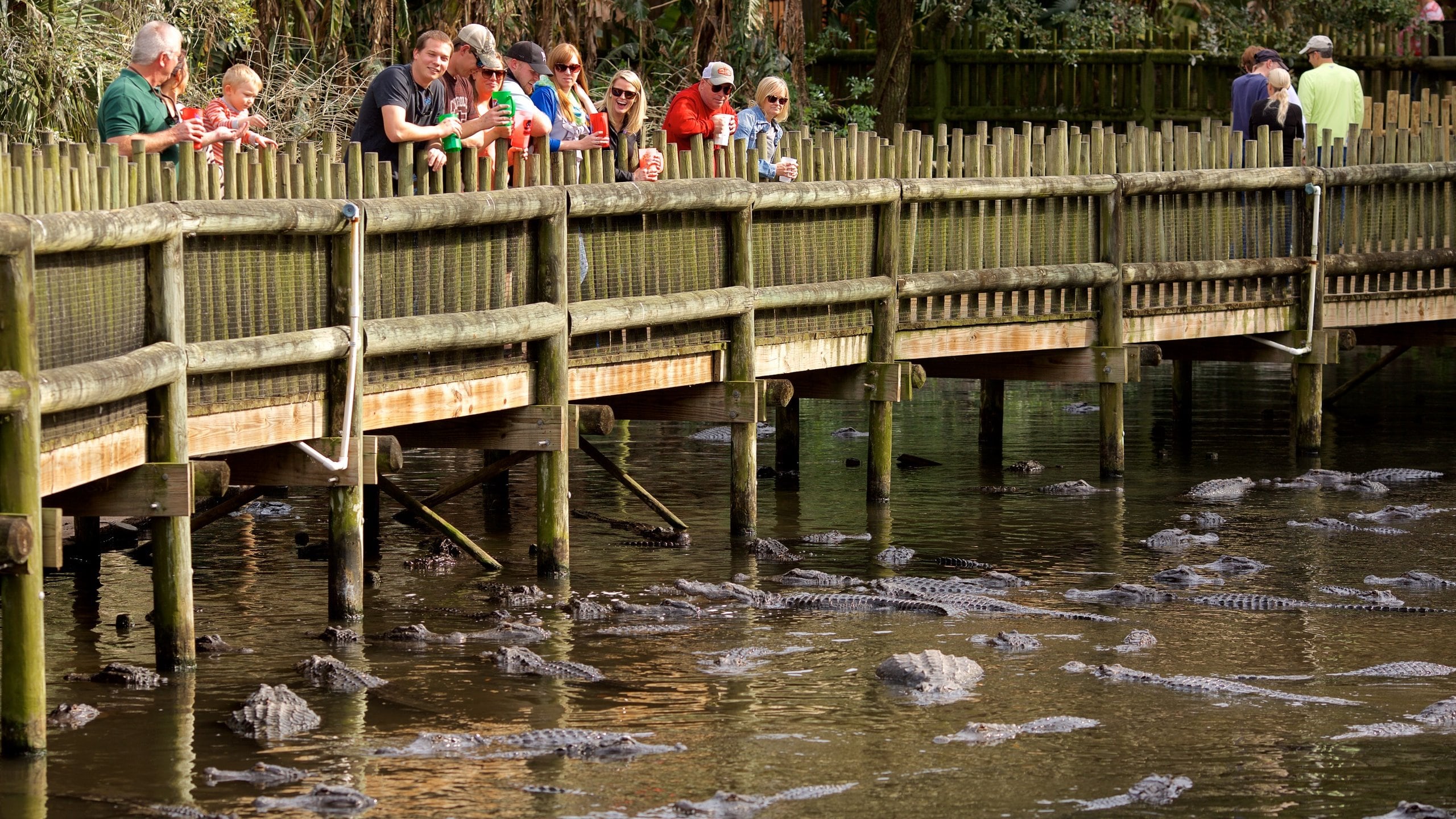 St. Augustine Alligator Farm Zoological Park Tours - Book Now | Expedia