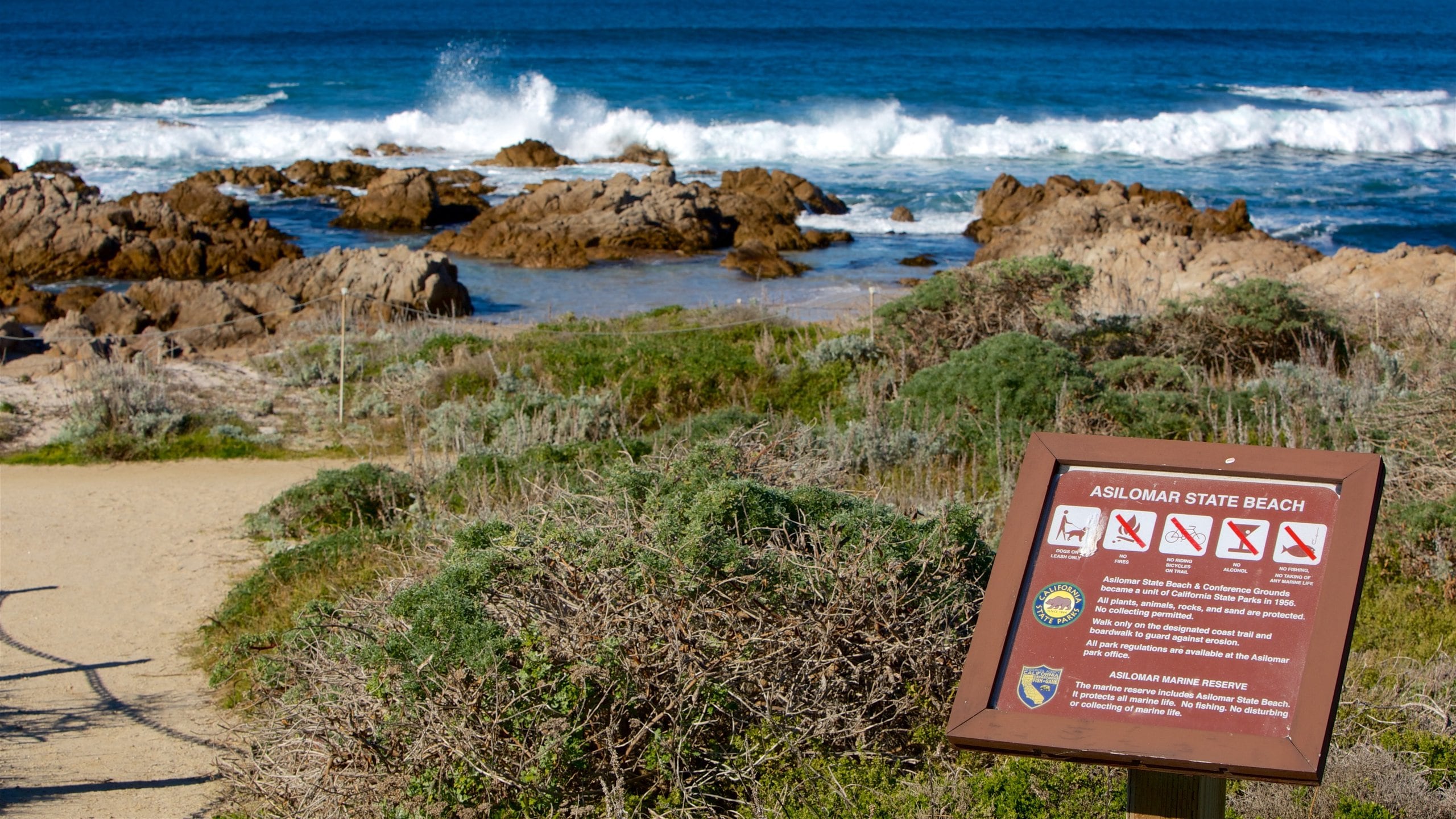 Are Dogs Allowed On Asilomar State Beach