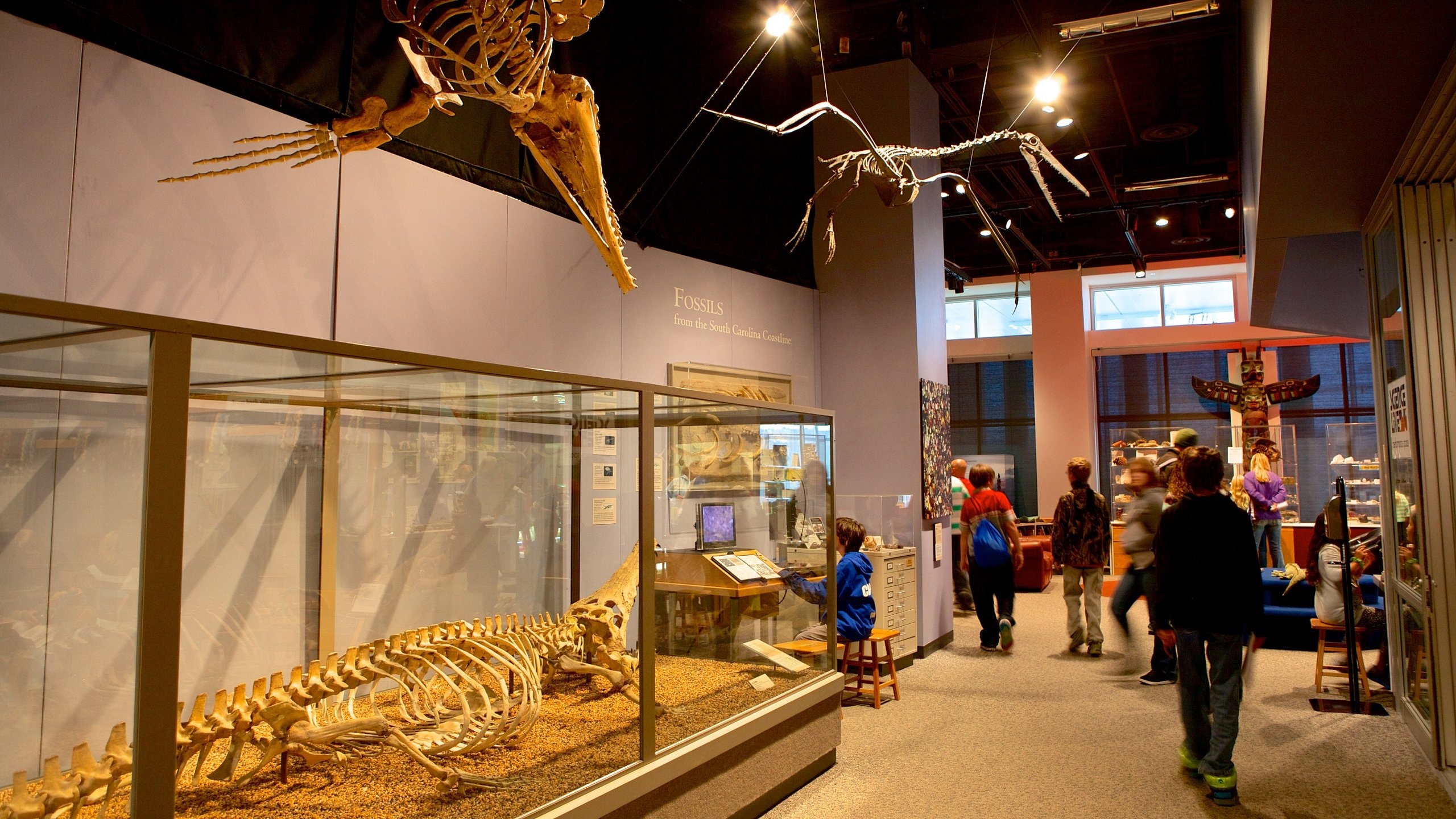 Chinasaur Exhibit Science Museum Of Minnesota St Paul