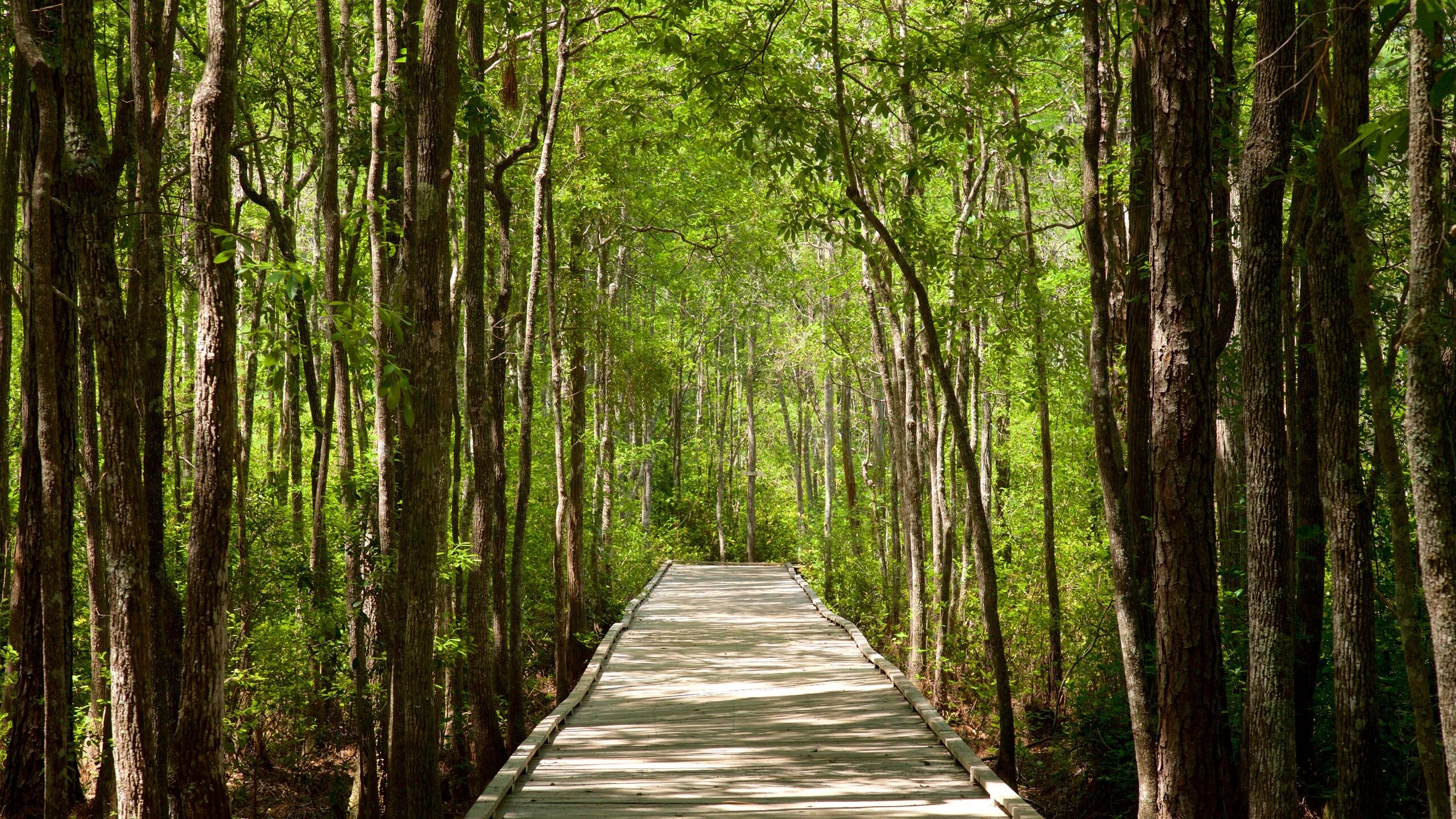 Visit Waycross: 2024 Travel Guide for Waycross, Georgia | Expedia