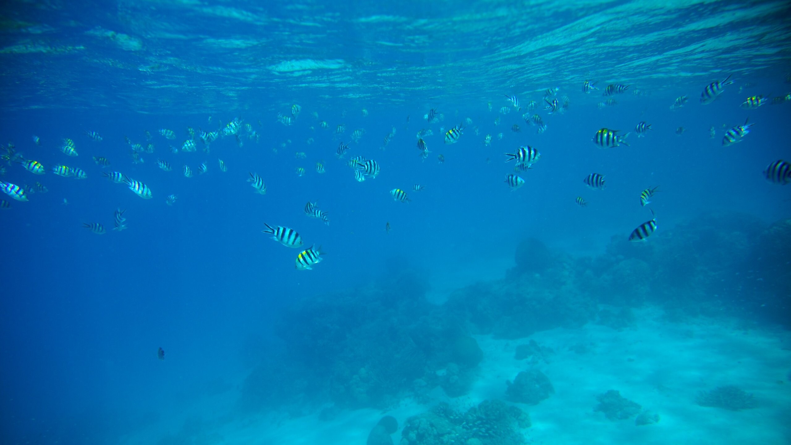 Visit Nanuya Balavu Island: 2022 Travel Guide for Nanuya Balavu Island ...