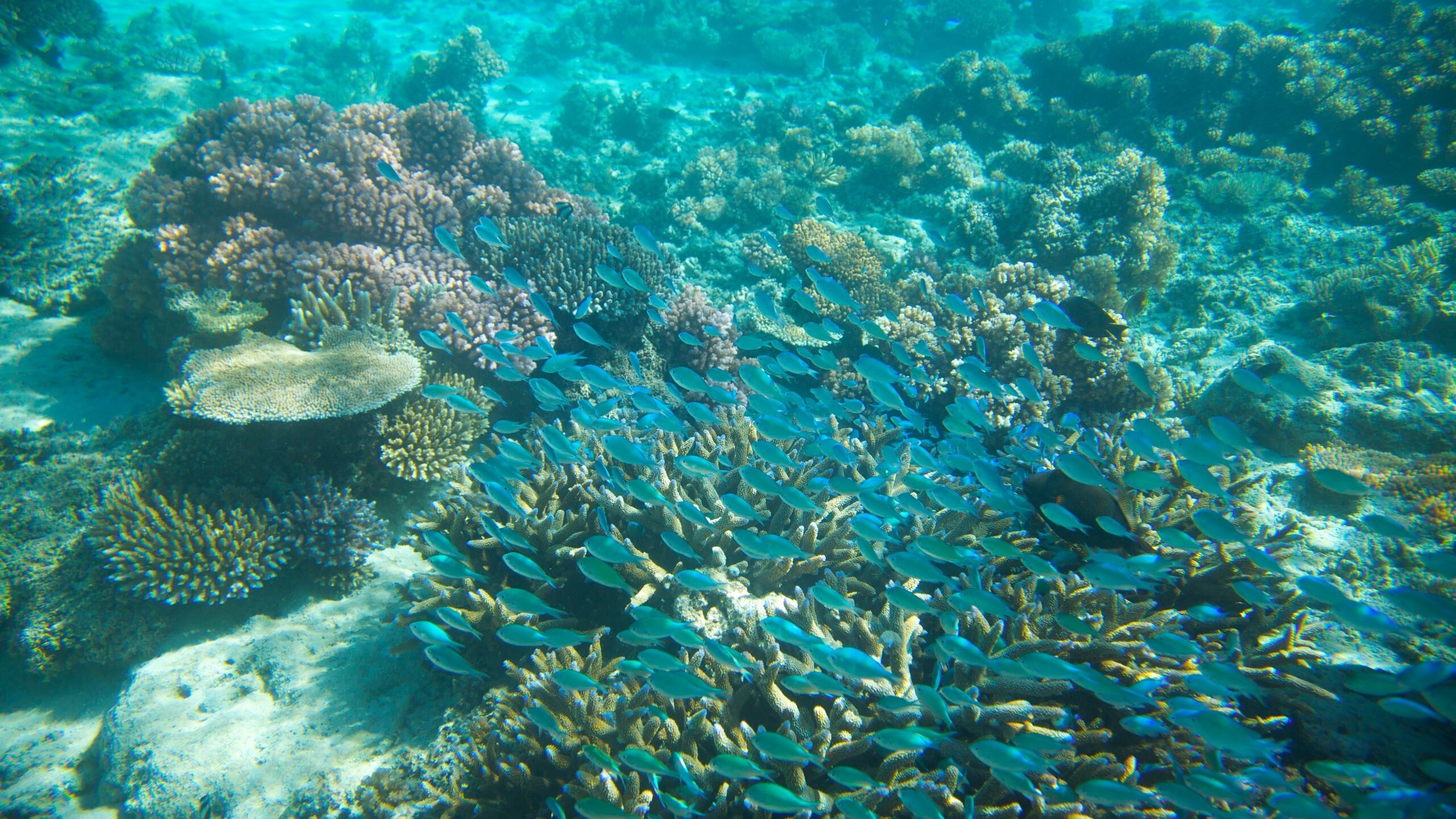 Isla Nanuya Balavu turismo: Qué visitar en Isla Nanuya Balavu, División ...