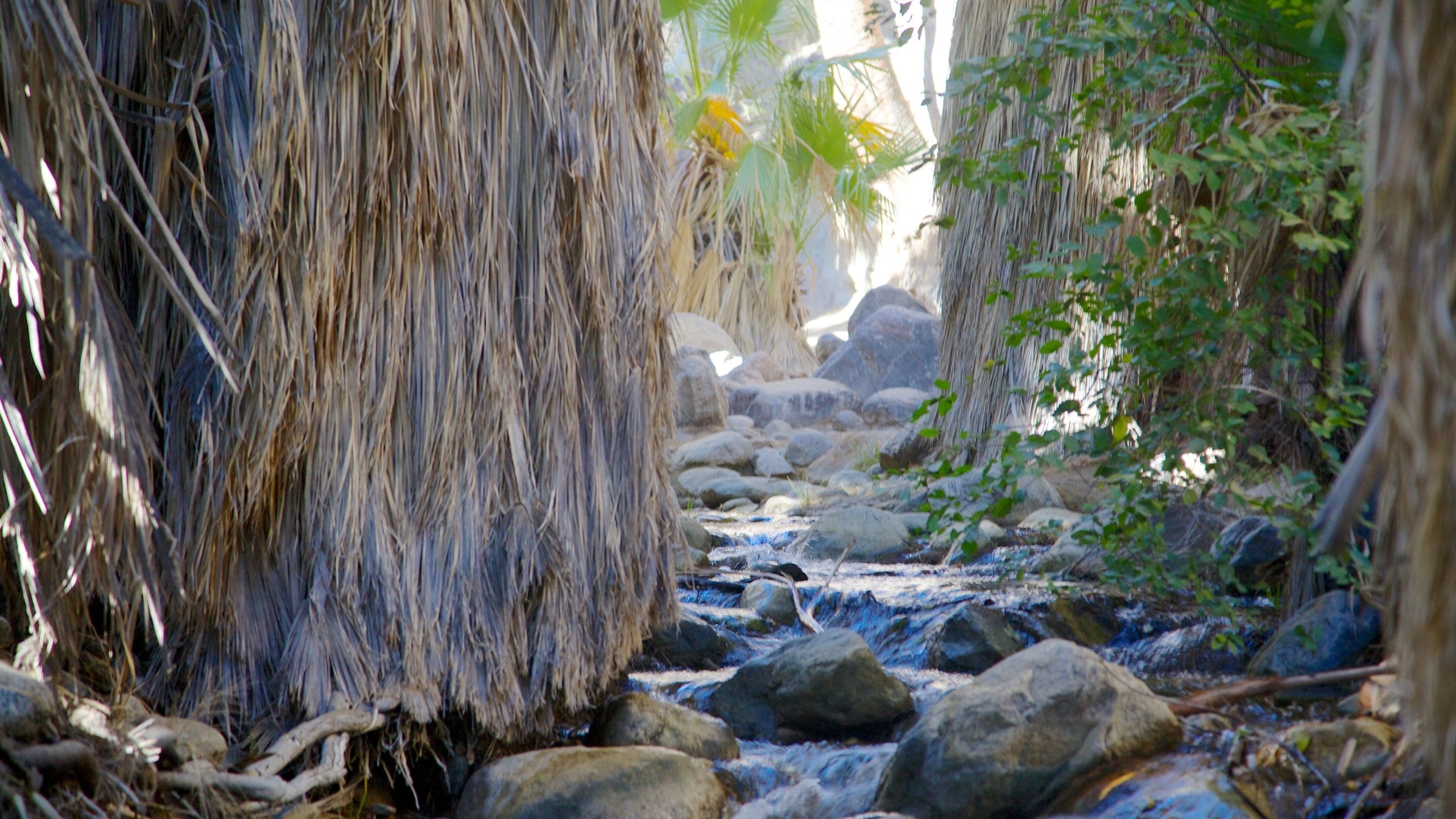Indian Canyon in Palm Springs - Tours and Activities | Expedia.ca