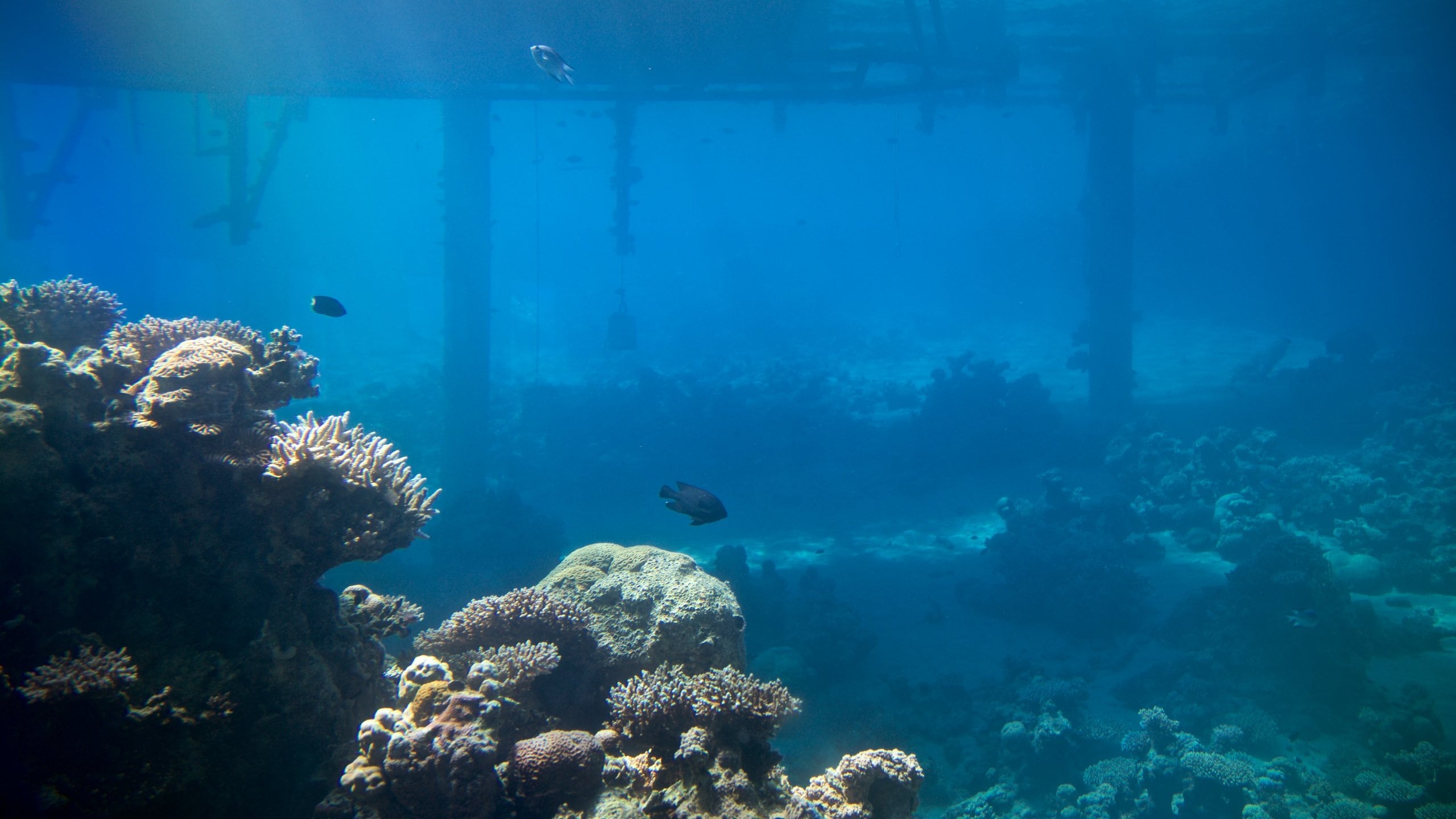 Coral World Underwater Observatory Aquarium Tours - Book Now | Expedia