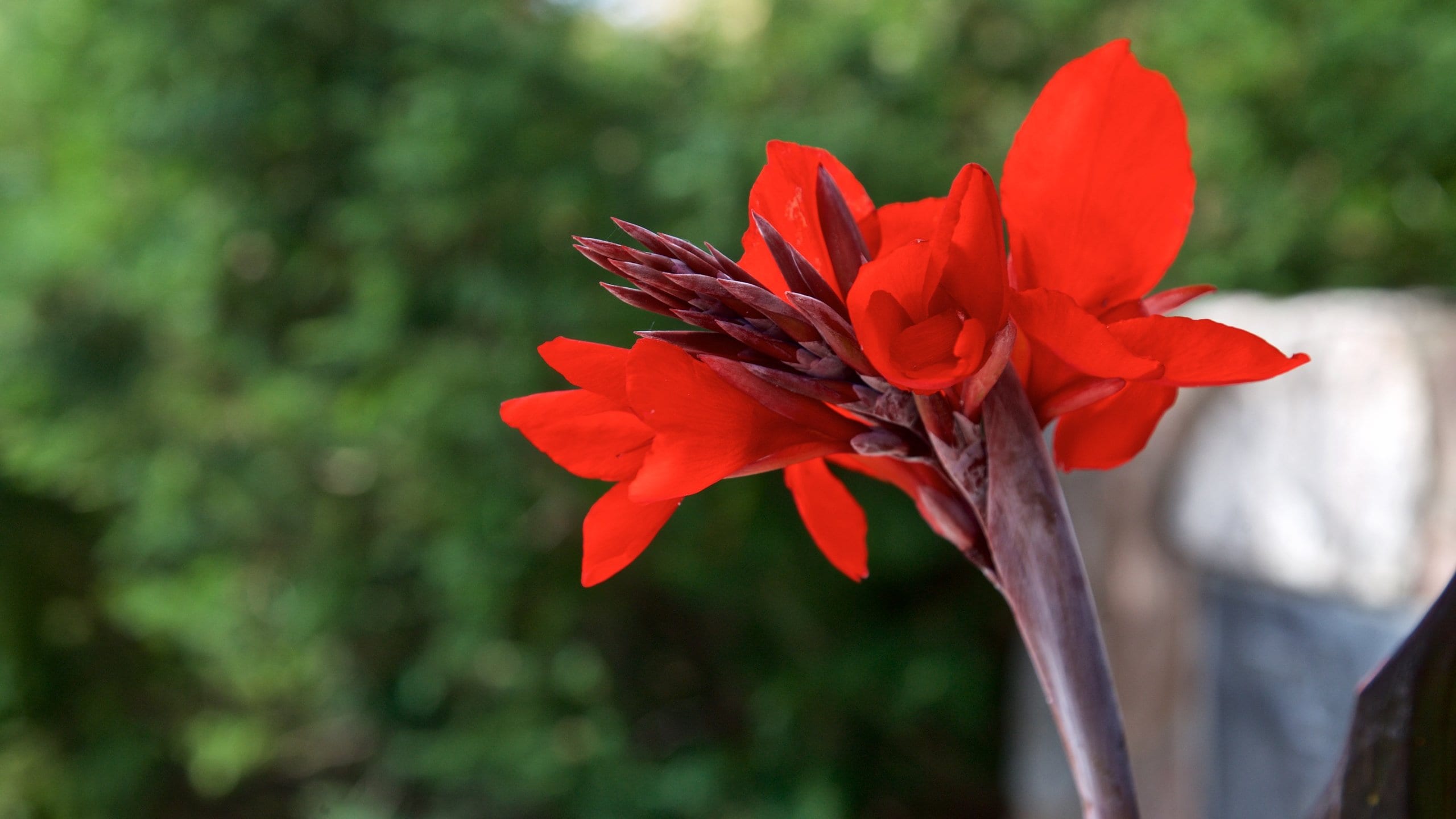 Flowers Peoria Heights Illinois | Best Flower Site