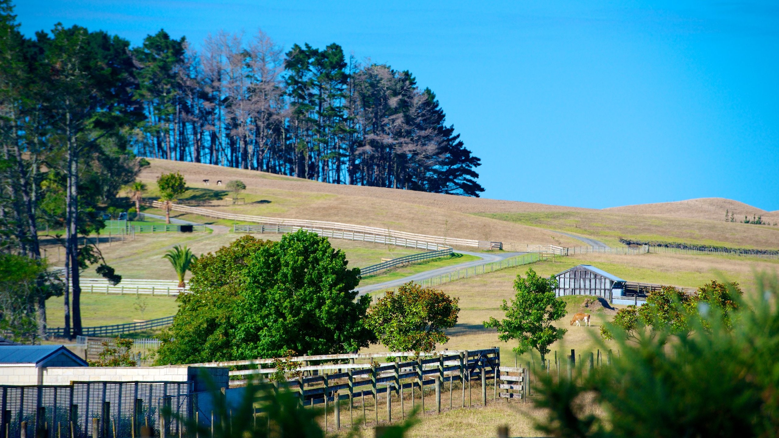 Ferienwohnung Auckland Domain, Auckland: Ferienhäuser & mehr | FeWo-direkt