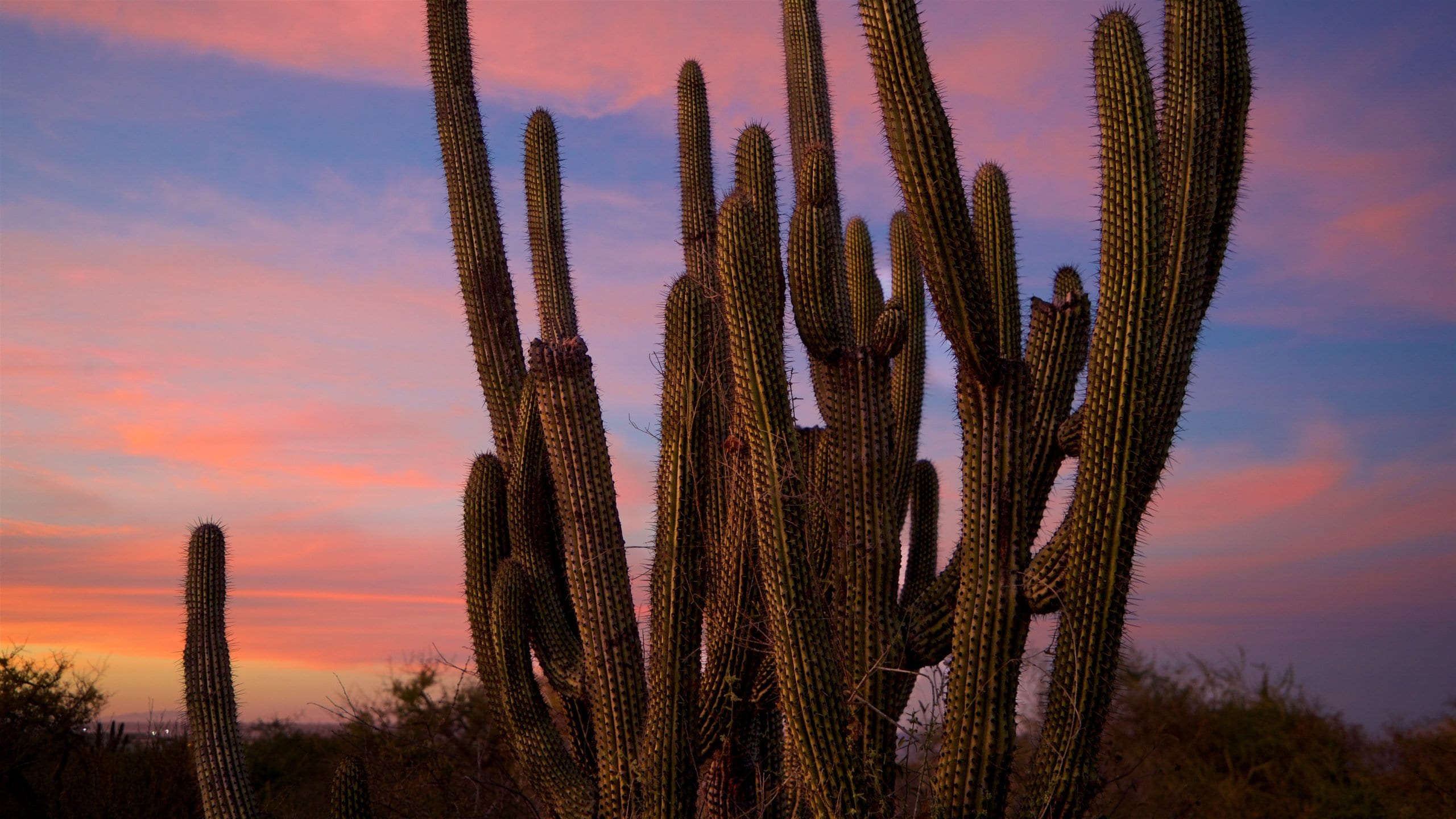 La Ribera turismo: Qué visitar en La Ribera, Baja California Sur, 2024 ...