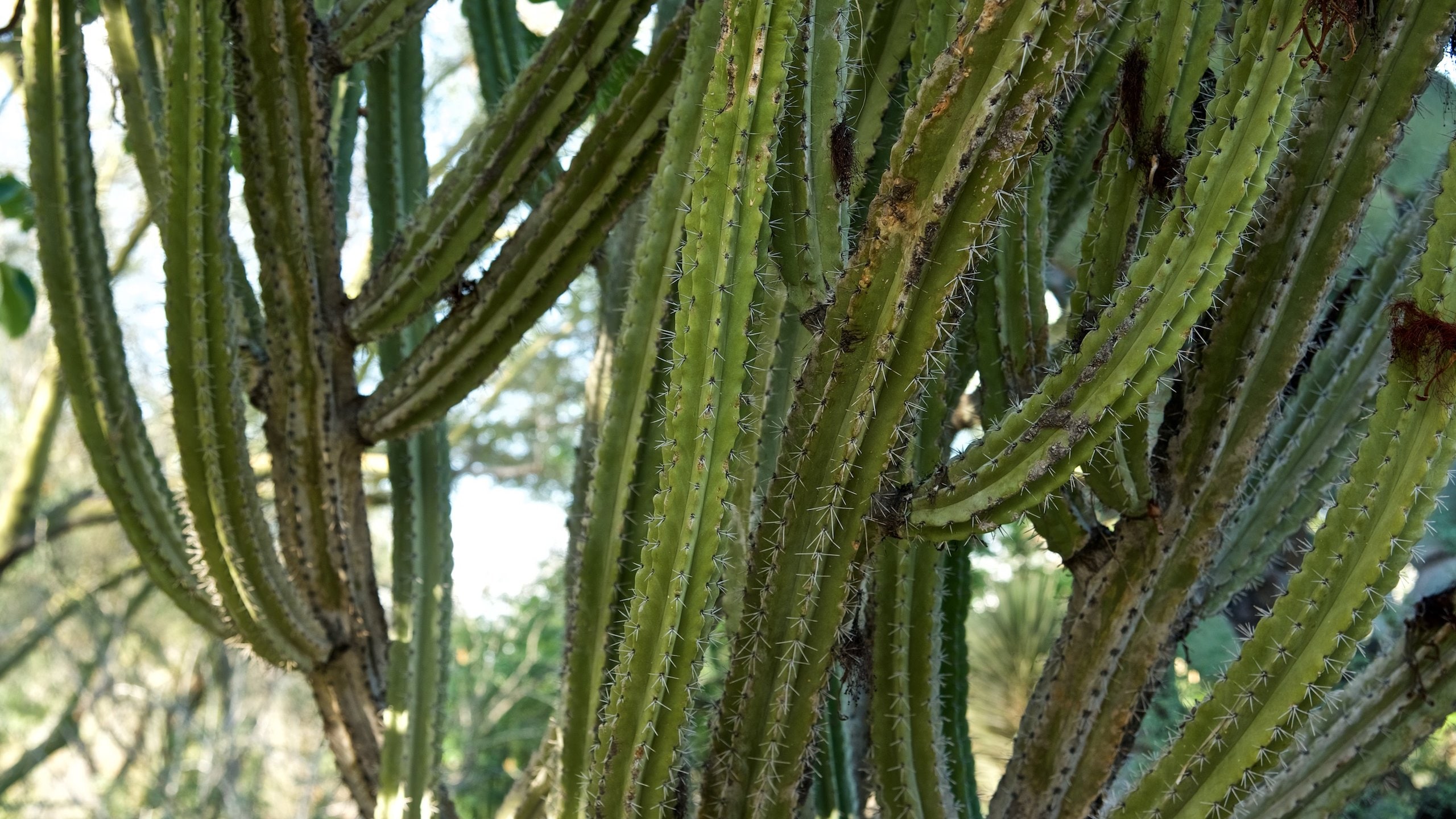 Moorten Botanical Garden and Cactarium in The Mesa - Tours and ...