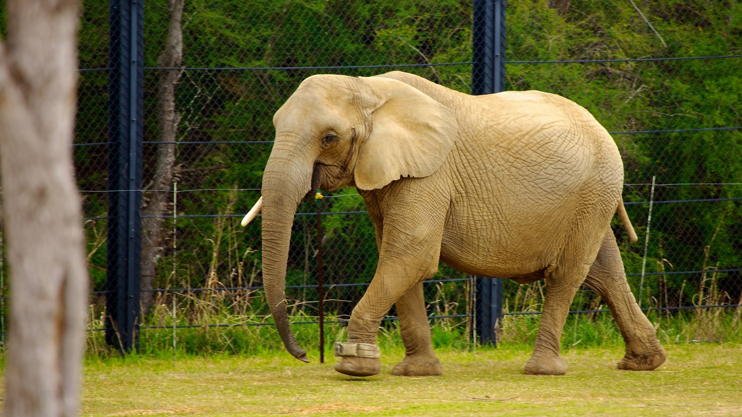 Visita Zoológico de Dallas en Cedar Crest | Expedia.mx