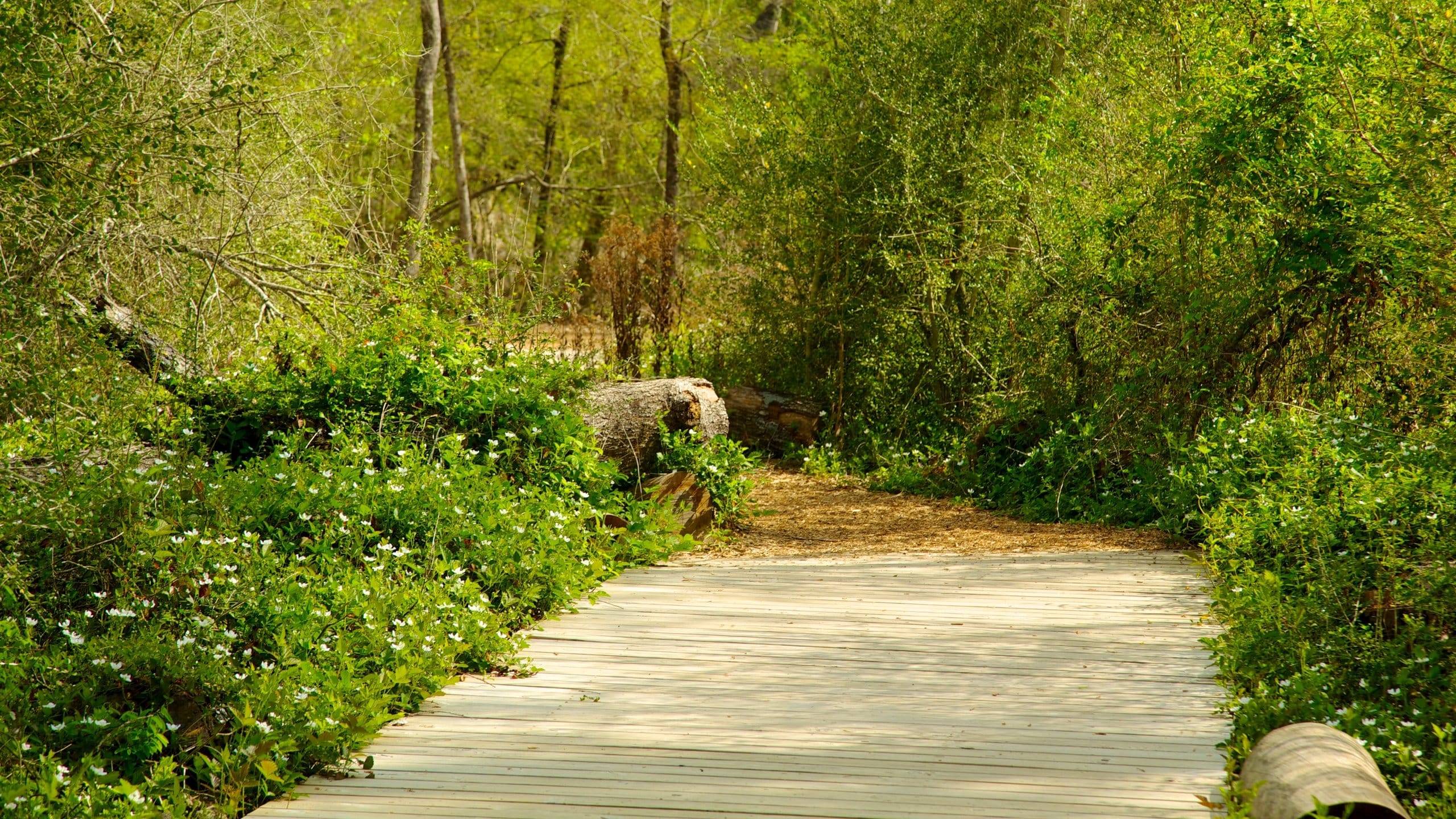 Where to Stay in Houston: Best neighborhoods | Expedia