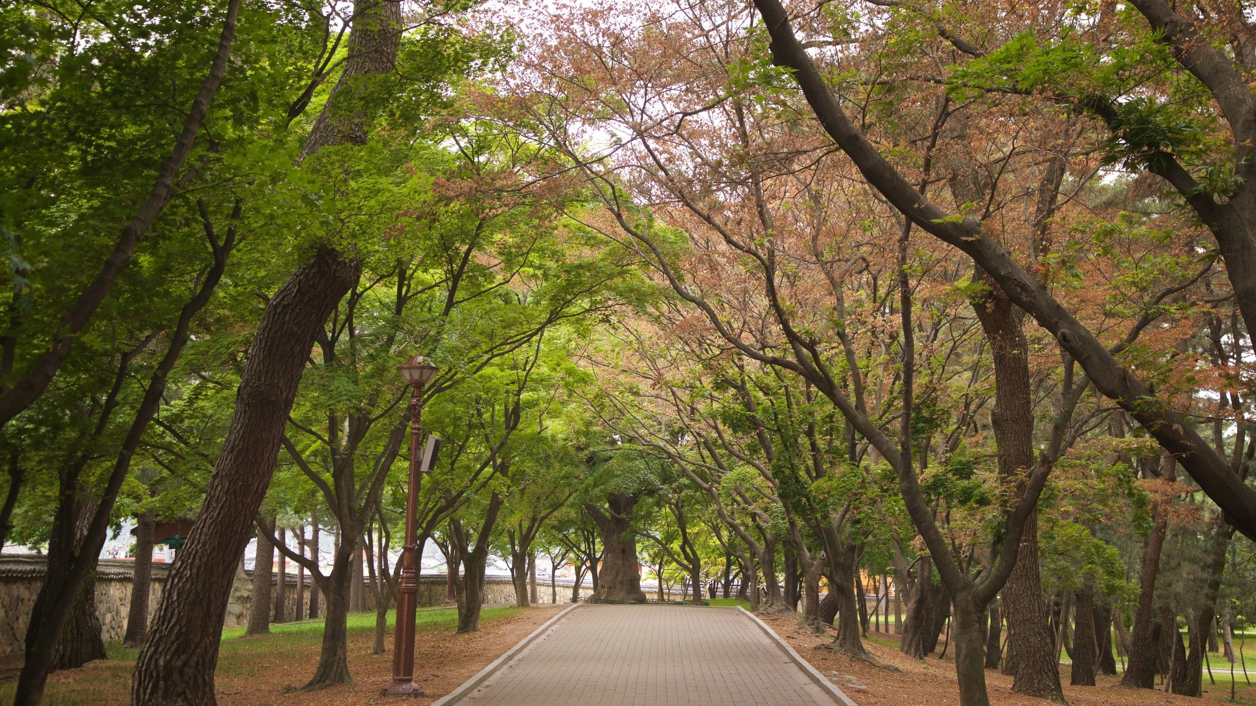 Visita Parque de los Túmulos de Daereung-won en Gyeongju - Tours ...