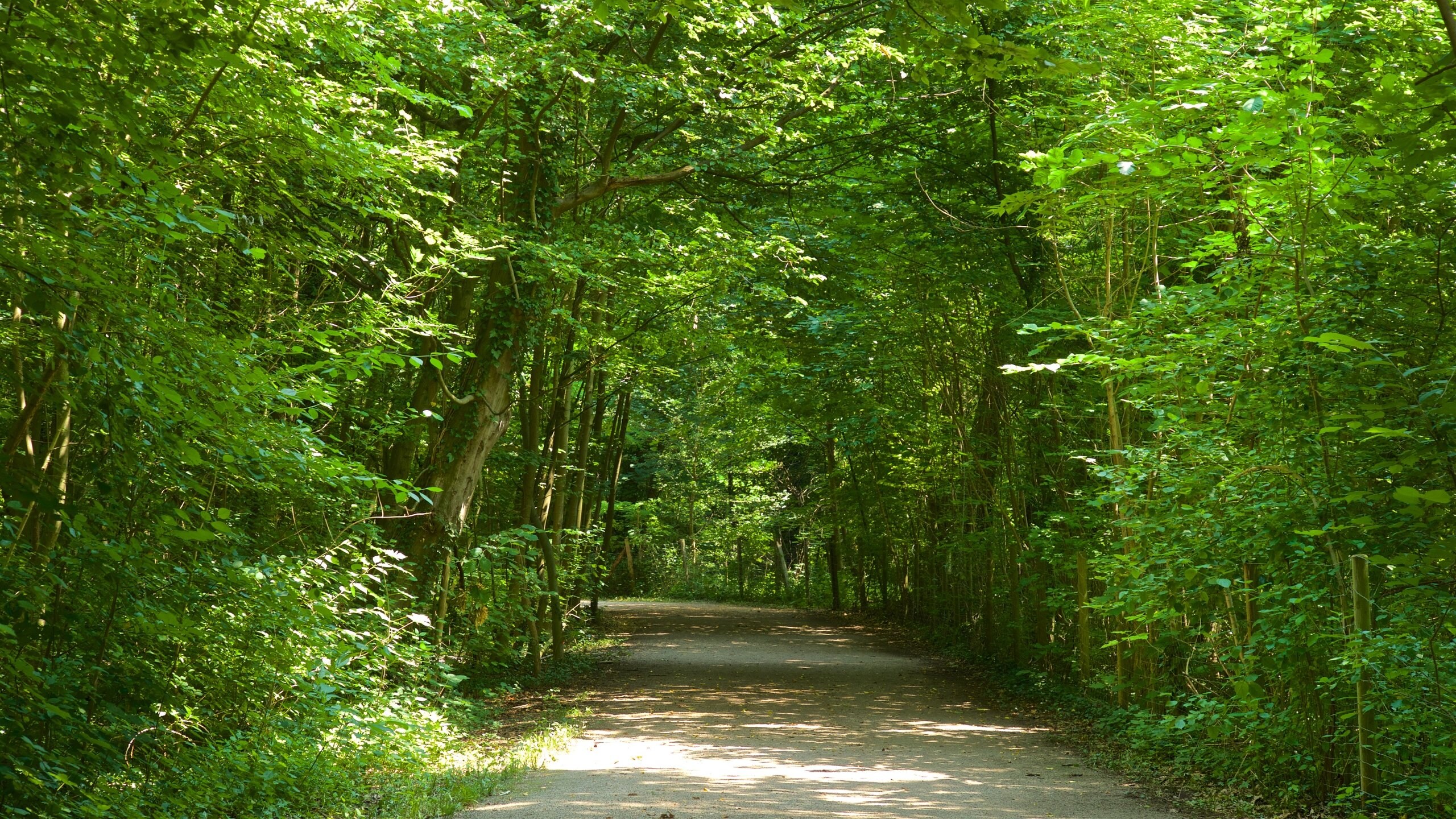 Nature Montagnes Vert