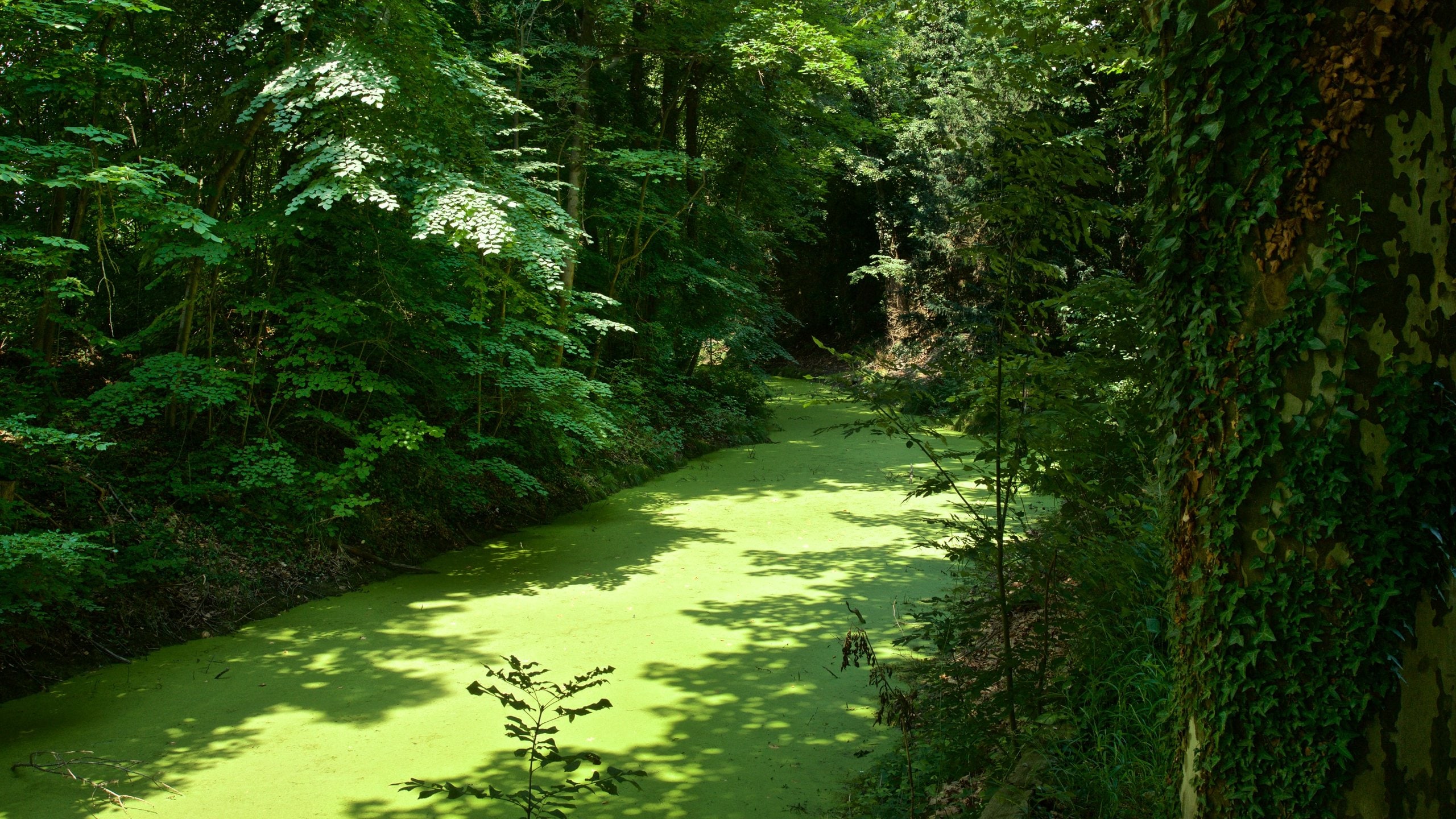 Nature Montagnes Vert