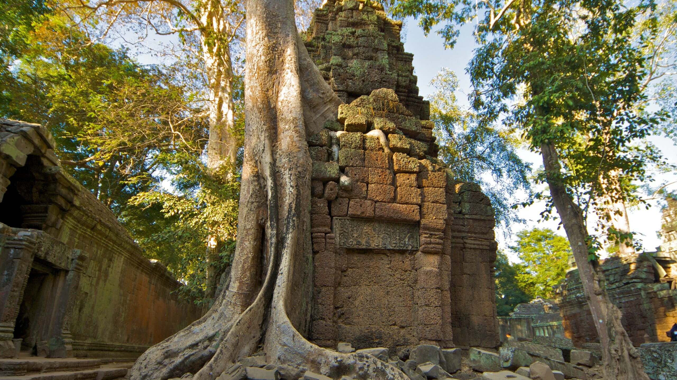 Ta Prohm Temple Wallpaper