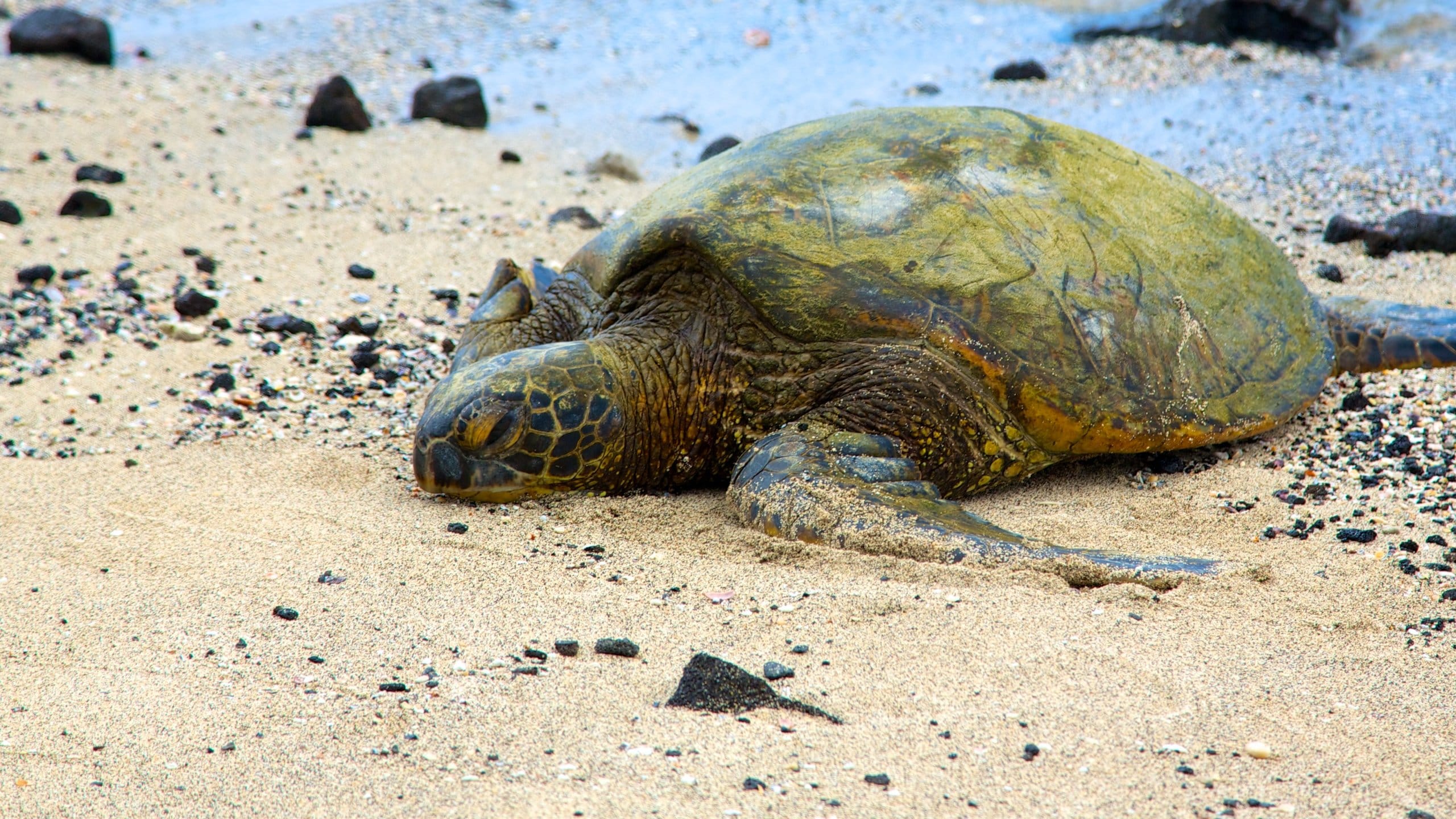 Kalaoa turismo: Qué visitar en Kalaoa, Kailua-Kona, 2023| Viaja con Expedia