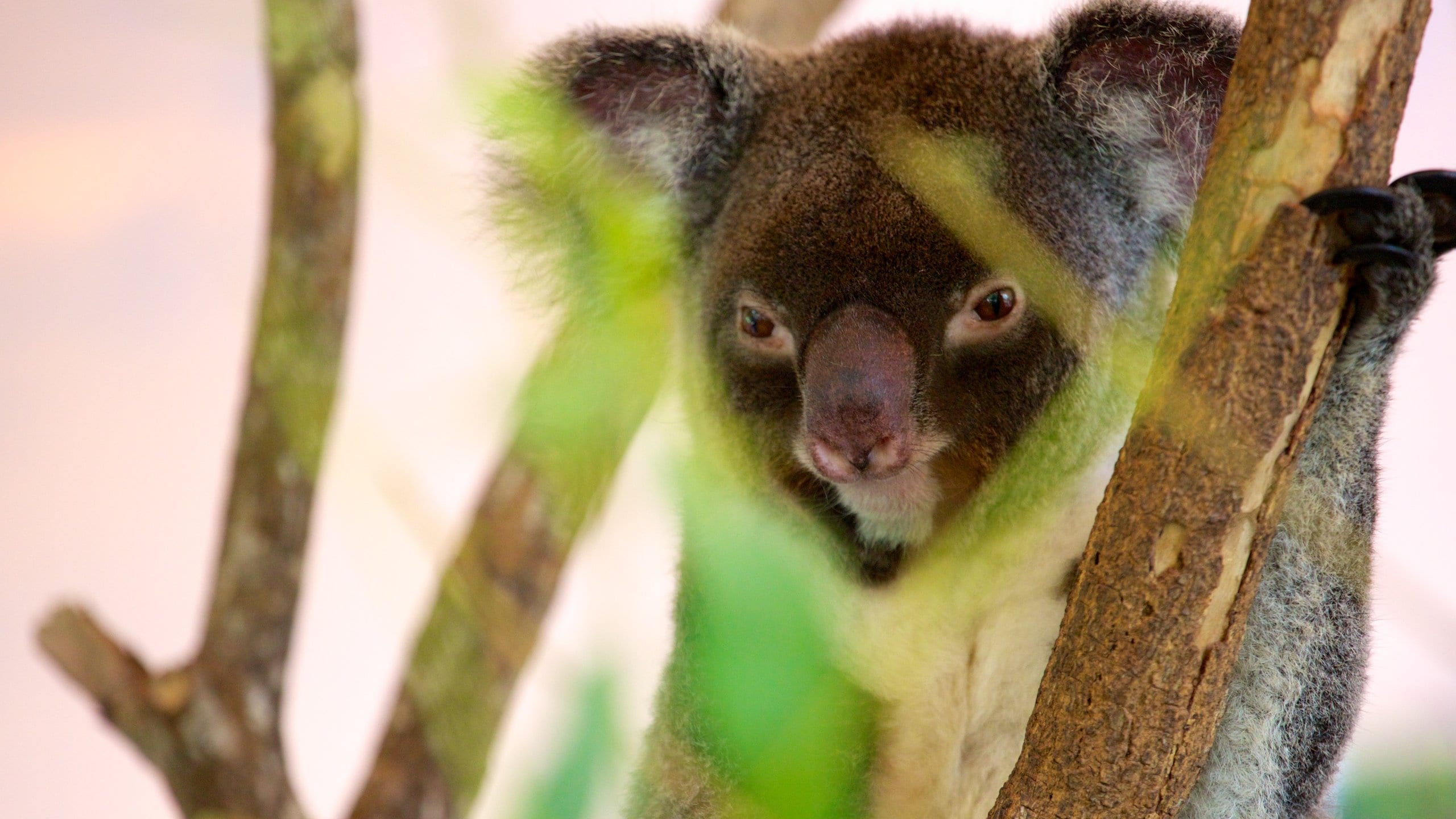 Wangetti, QLD holiday accommodation from AU$ 134/night | Stayz