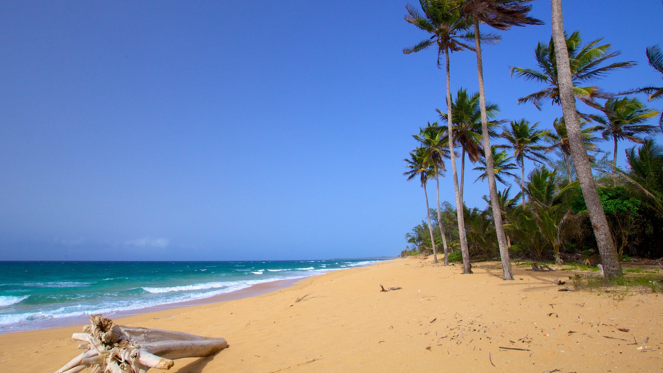 Piñones State Forest : Torrecilla Baja - Visites & Activités | Expedia.fr
