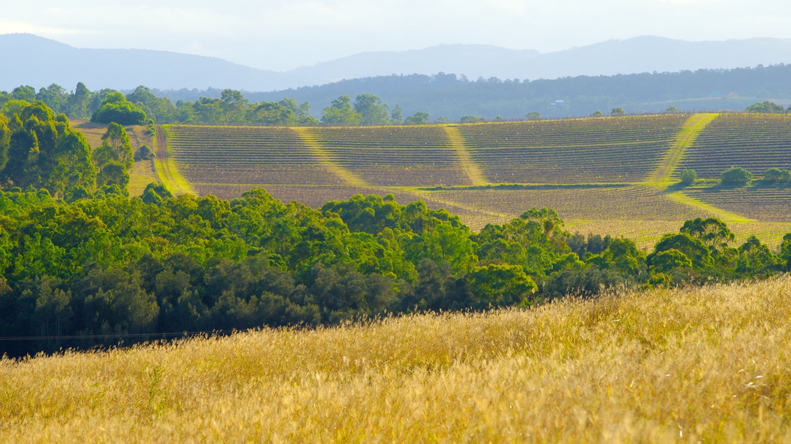 Pokolbin Travel Guide 2024: The Best of Pokolbin | Expedia