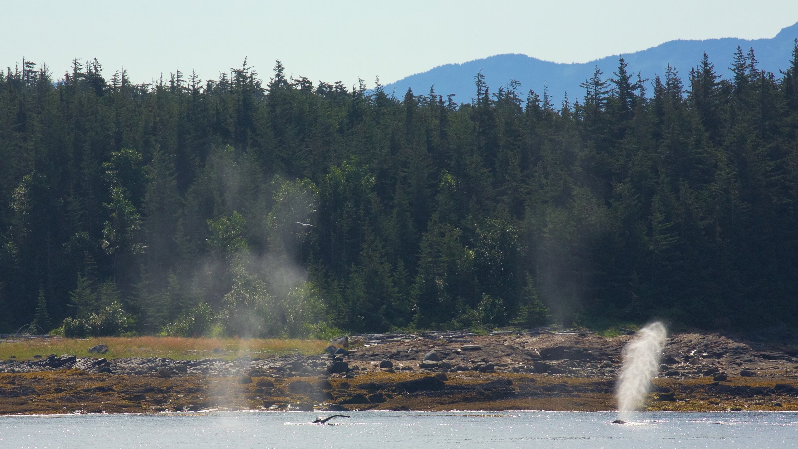 Funter Bay State Marine Park Tours - Book Now | Expedia