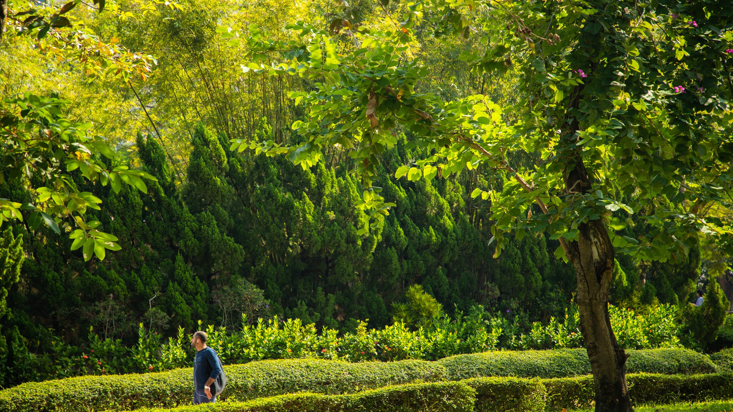 Kowloon Park - Tours and Activities | Expedia